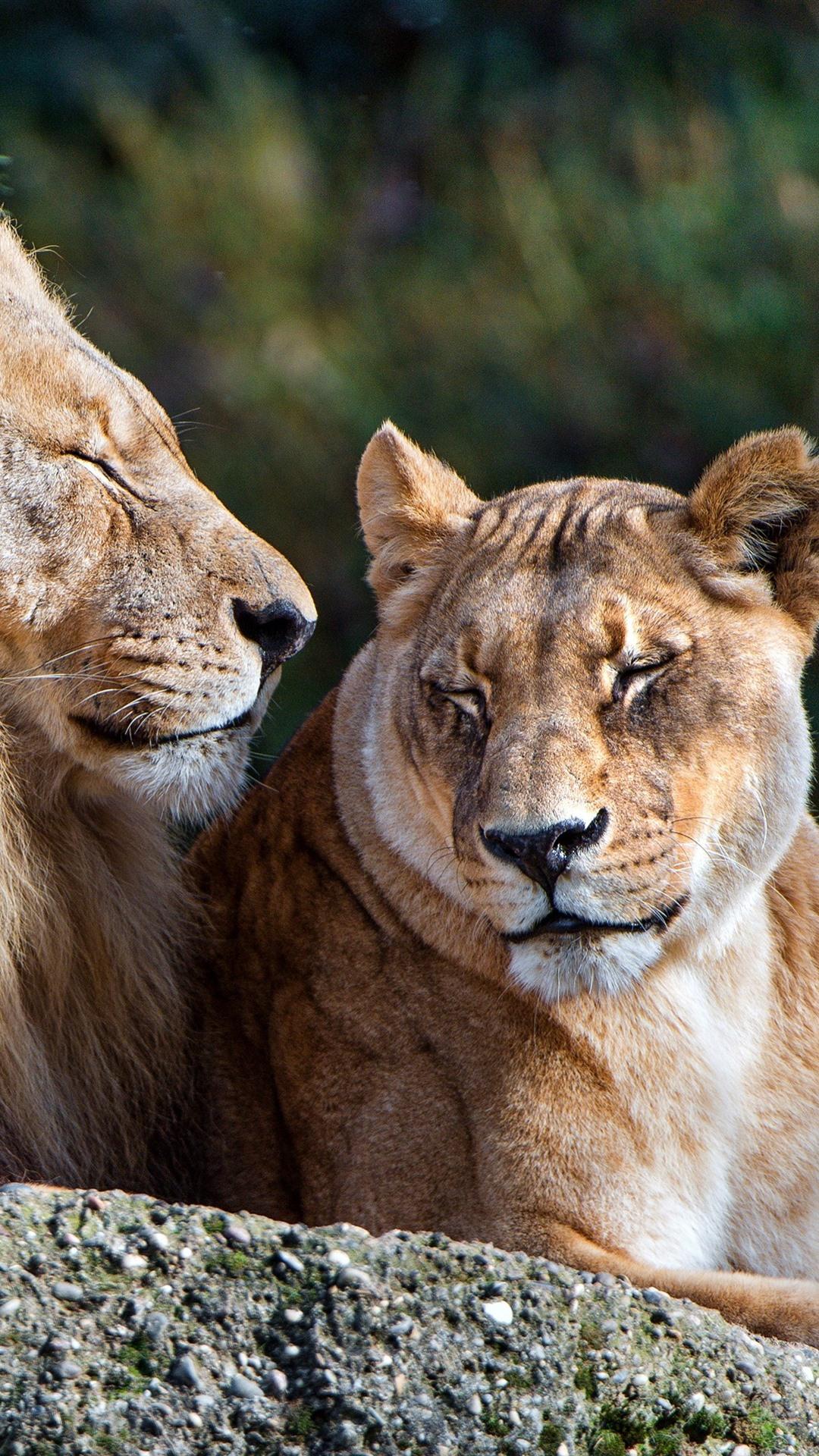 Lion Couple Wallpapers - Top Free Lion Couple Backgrounds - WallpaperAccess