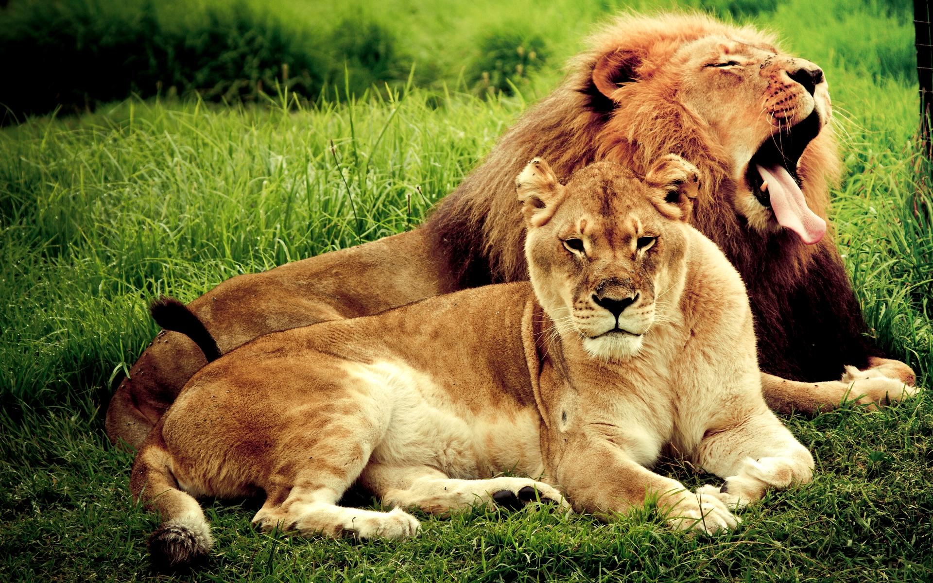 Lion Couple Wallpapers - Top Free Lion Couple Backgrounds - WallpaperAccess