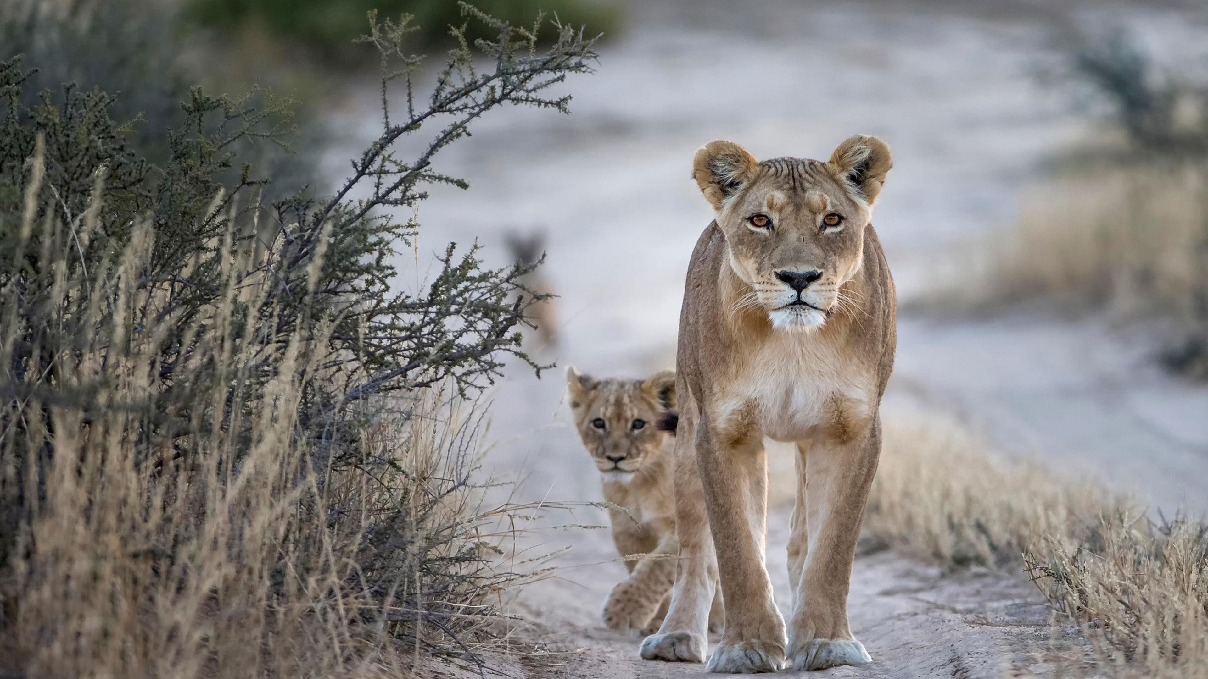 Lion Couple Wallpapers - Top Free Lion Couple Backgrounds - WallpaperAccess