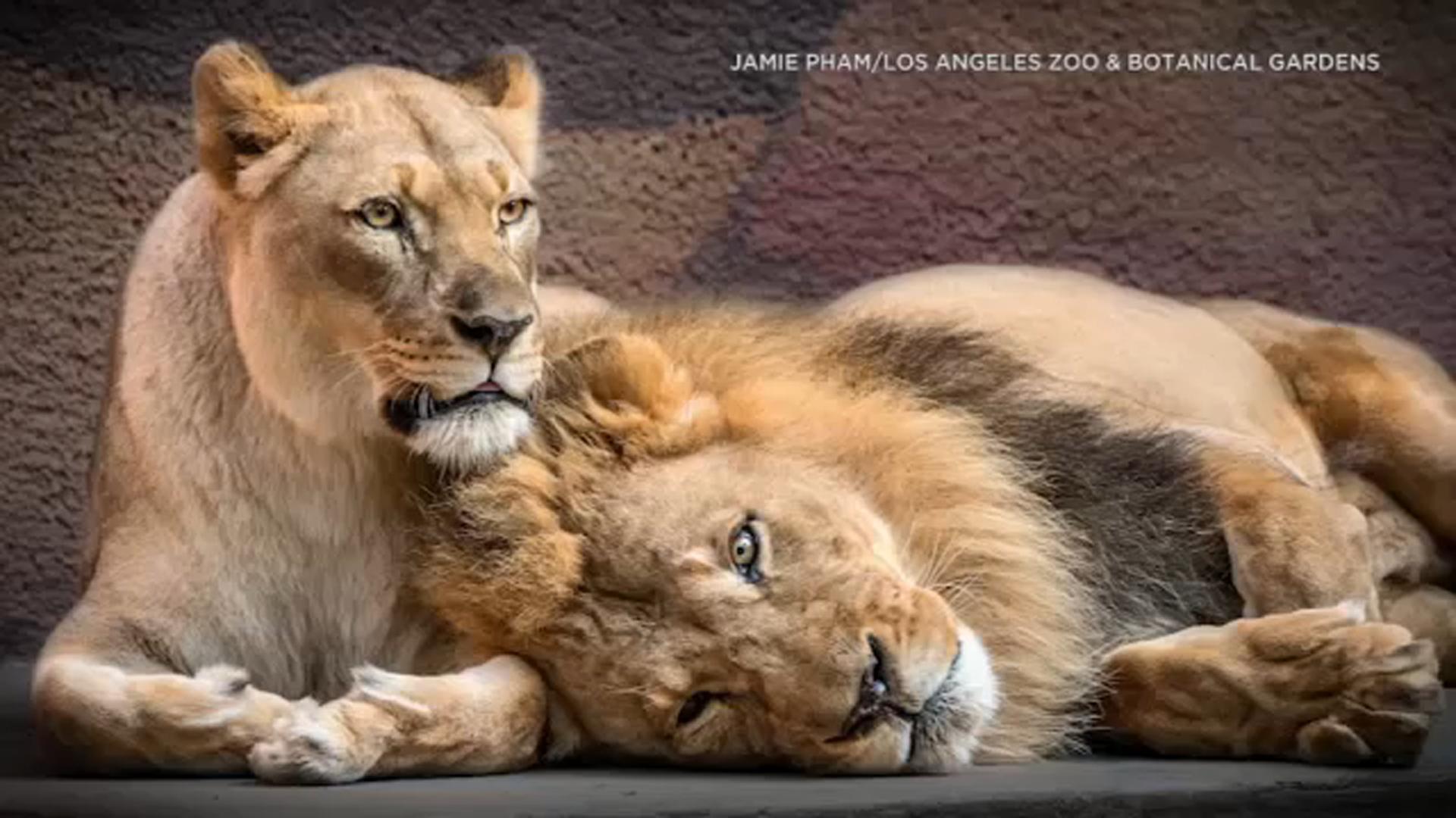 Lion Couple Wallpapers - Top Free Lion Couple Backgrounds - WallpaperAccess
