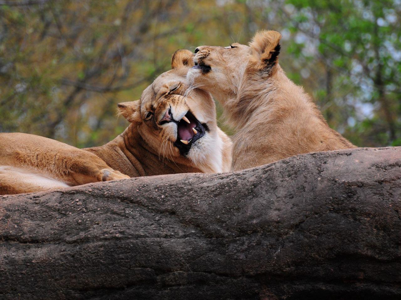Lion Couple Wallpapers - Top Free Lion Couple Backgrounds - WallpaperAccess