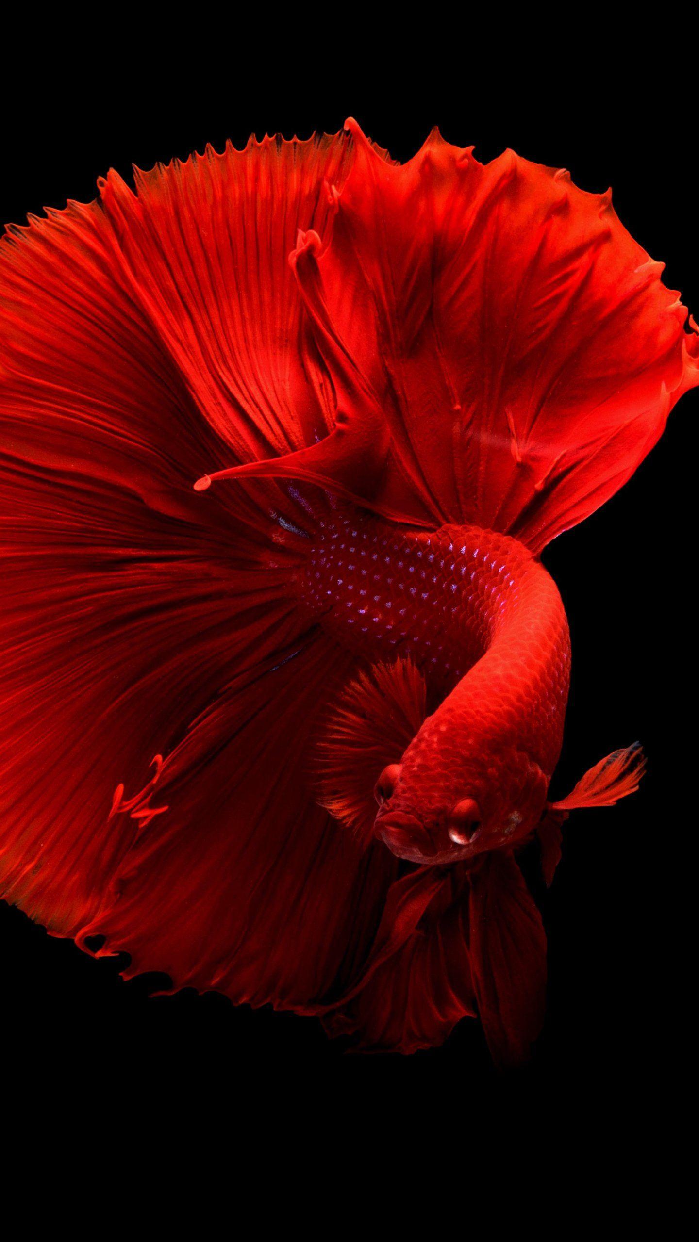 Lucky Fish Wallpapers - Top Free Lucky Fish Backgrounds - WallpaperAccess