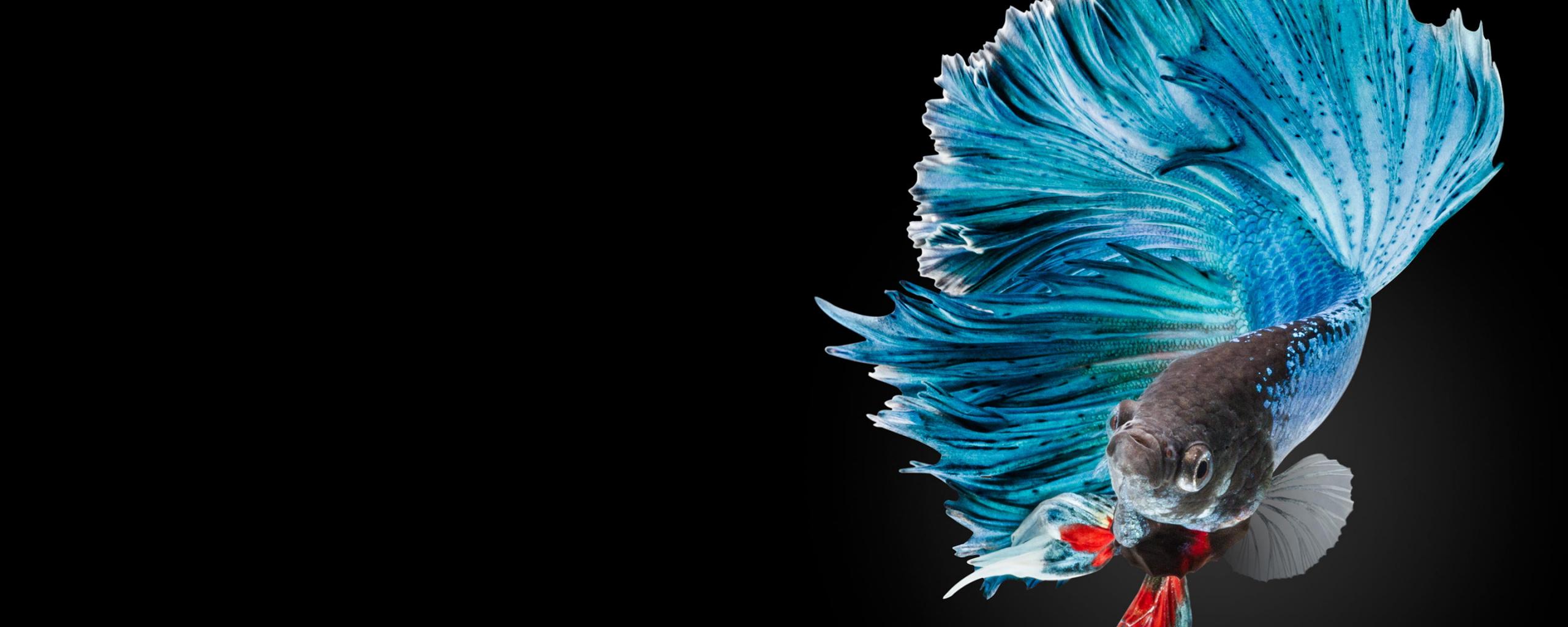 Siamese Fighting Fish Wallpapers - Top Free Siamese Fighting Fish ...