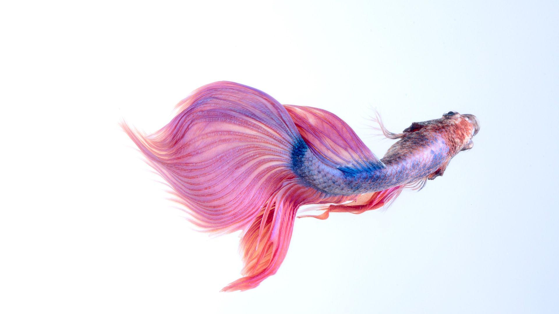 Siamese Fighting Fish Wallpapers - Top Free Siamese Fighting Fish ...