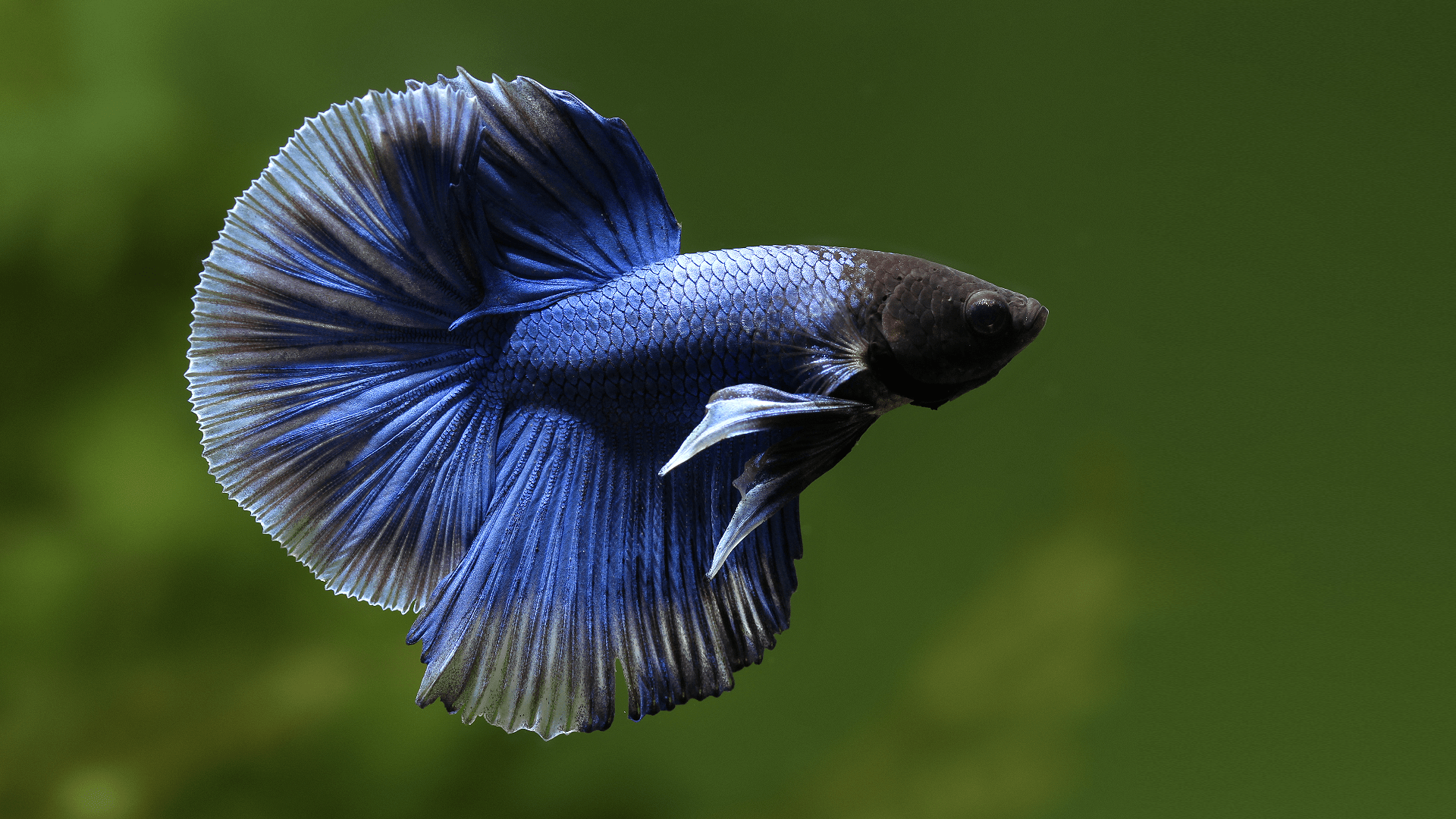 Blue Betta Fish Wallpapers - Top Free Blue Betta Fish Backgrounds ...