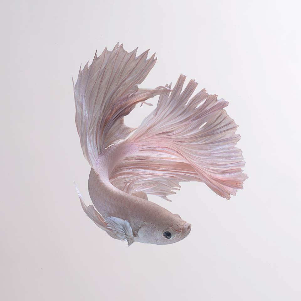 Betta Fish iPhone Wallpapers - Top Free Betta Fish iPhone Backgrounds ...