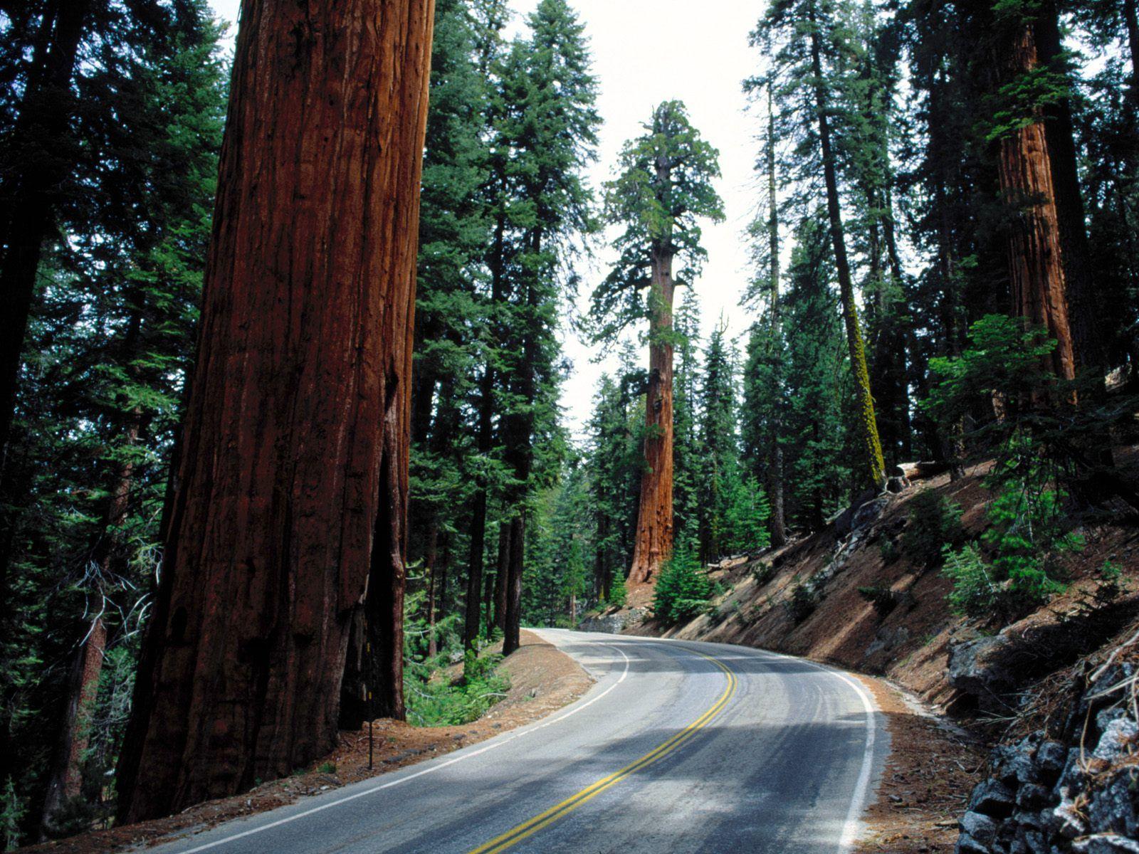 California Redwoods Wallpapers - Top Free California Redwoods ...