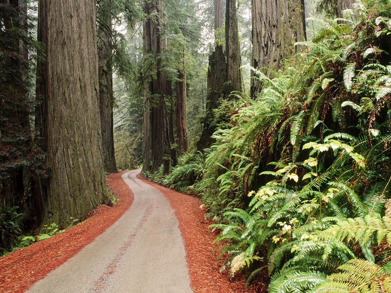 Redwood Desktop Wallpapers - Top Free Redwood Desktop Backgrounds ...