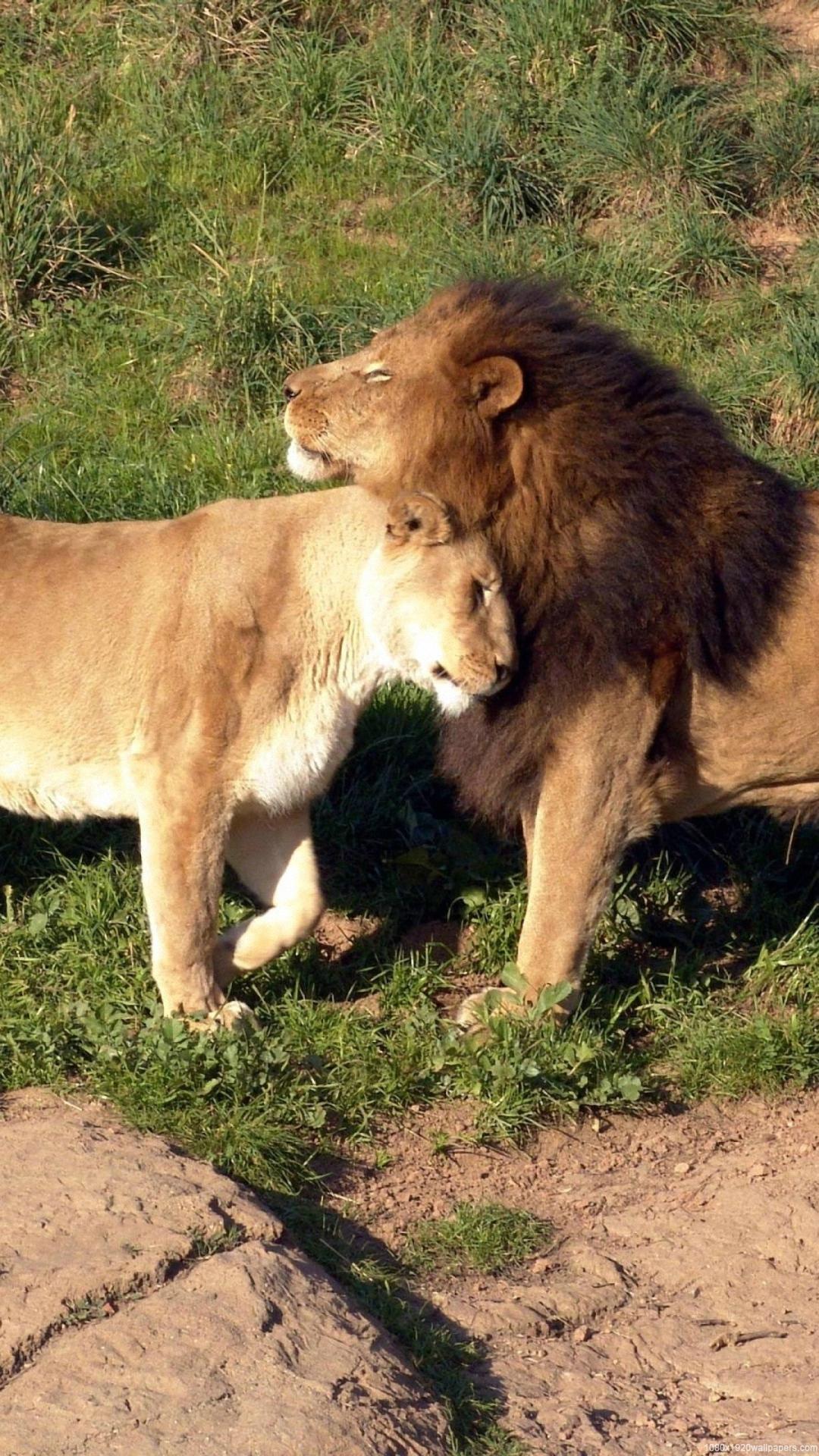 Lion Couple Wallpapers - Top Free Lion Couple Backgrounds - WallpaperAccess