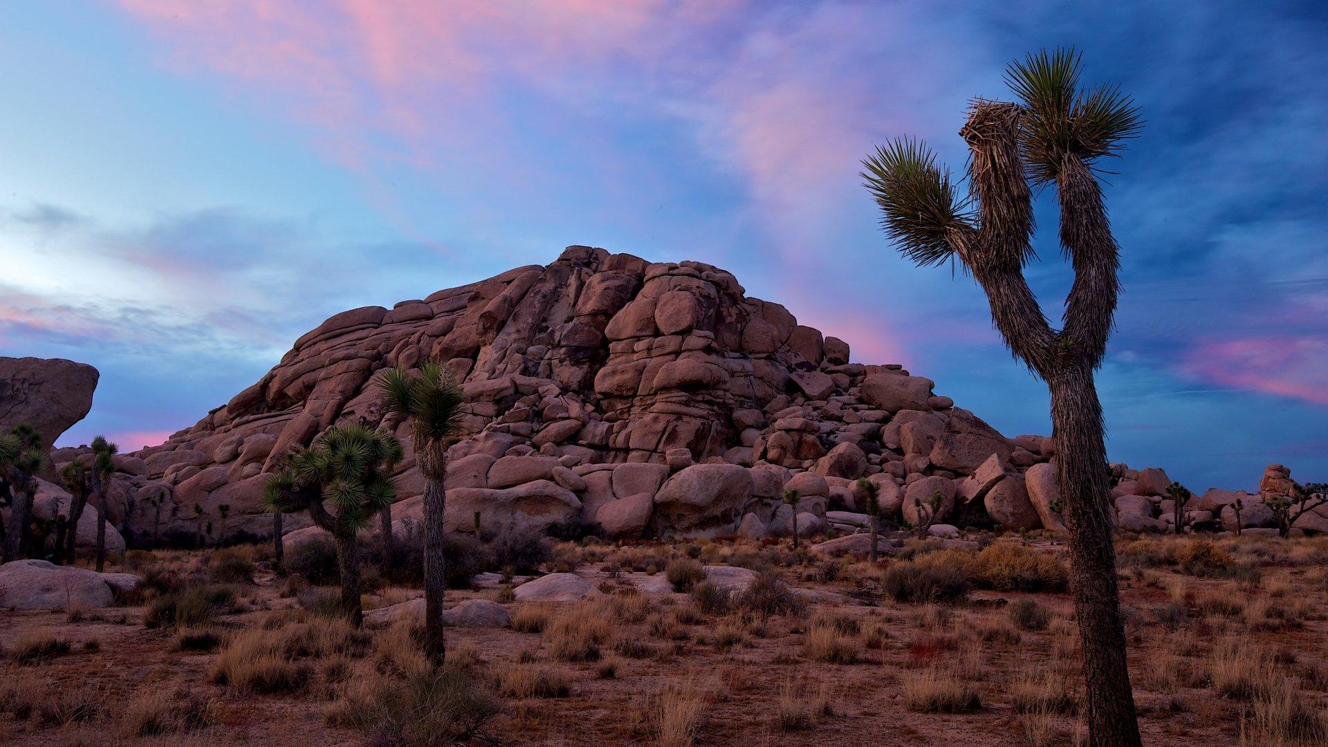 Joshua Tree National Park Wallpapers - Top Free Joshua Tree National ...