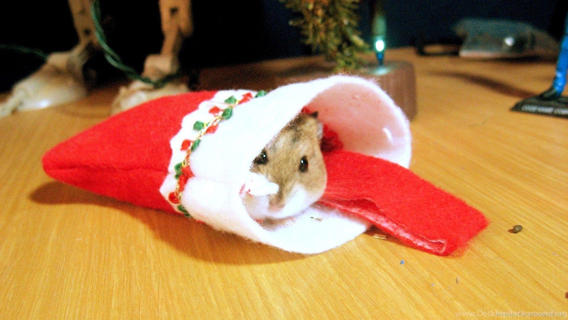 Christmas Hamster Wallpapers - Top Free Christmas Hamster Backgrounds ...