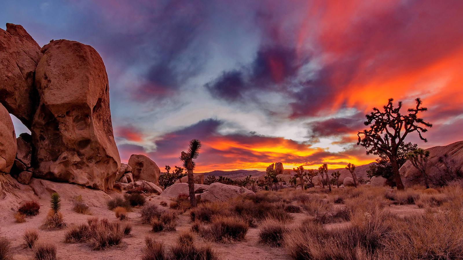 Joshua Tree National Park Wallpapers - Top Free Joshua Tree National ...