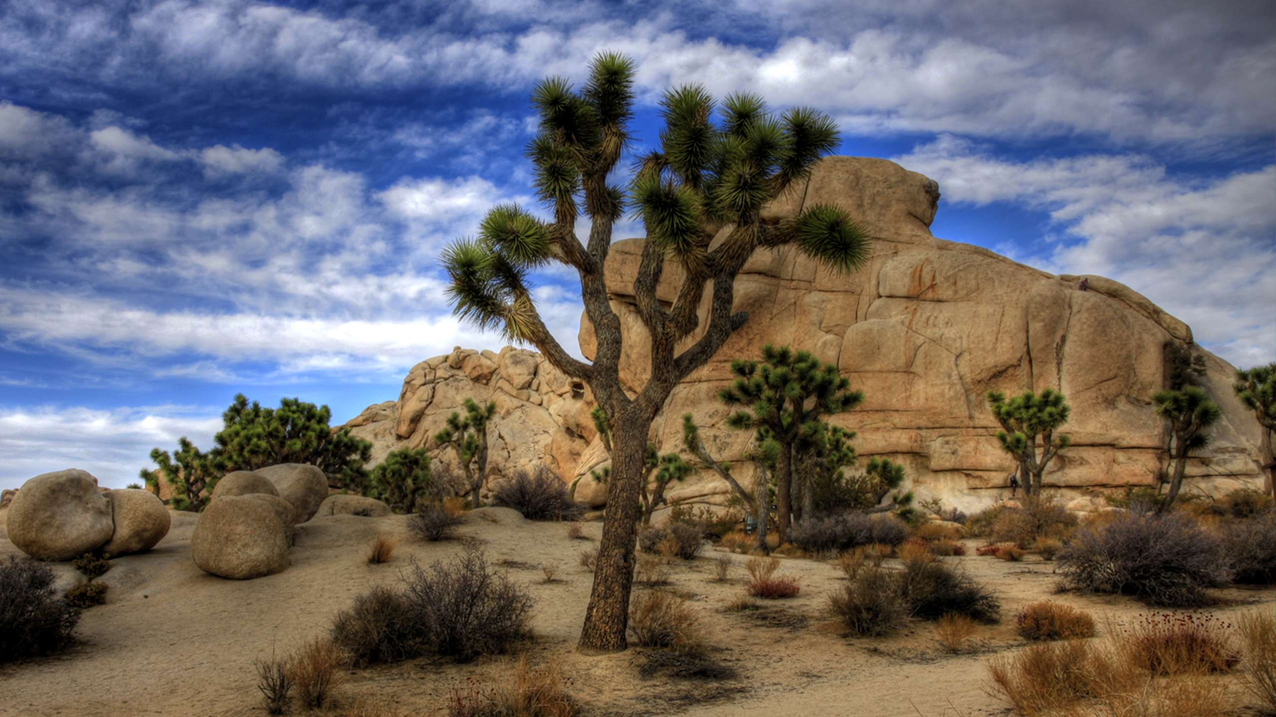 Joshua Tree National Park Wallpapers - Top Free Joshua Tree National ...