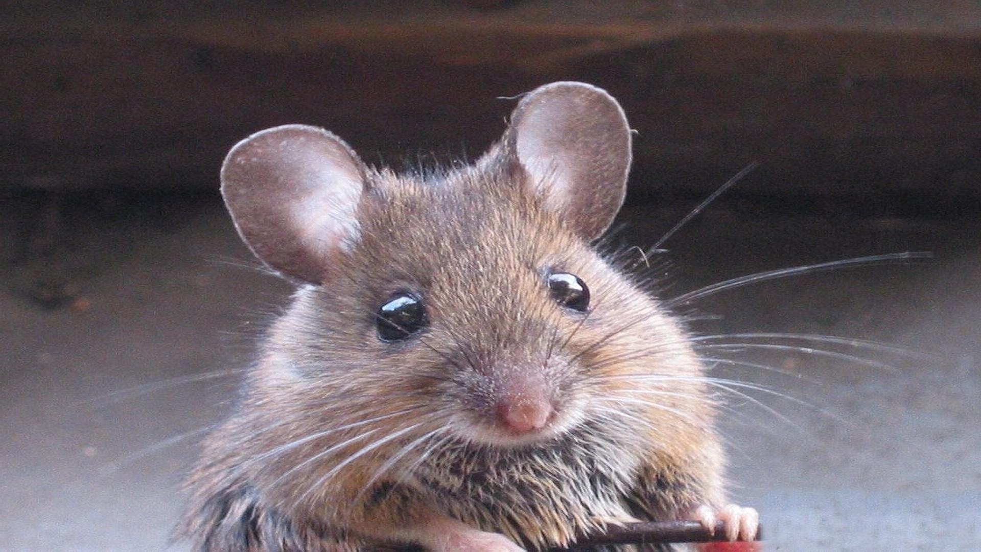 Cute Mouse Wallpapers - Top Free Cute Mouse Backgrounds - WallpaperAccess