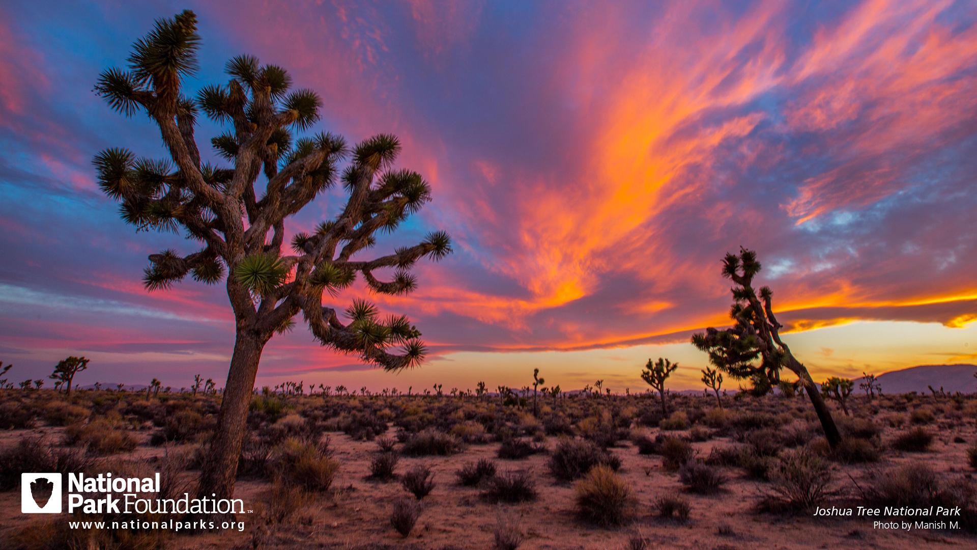 Joshua Tree National Park Wallpapers - Top Free Joshua Tree National ...