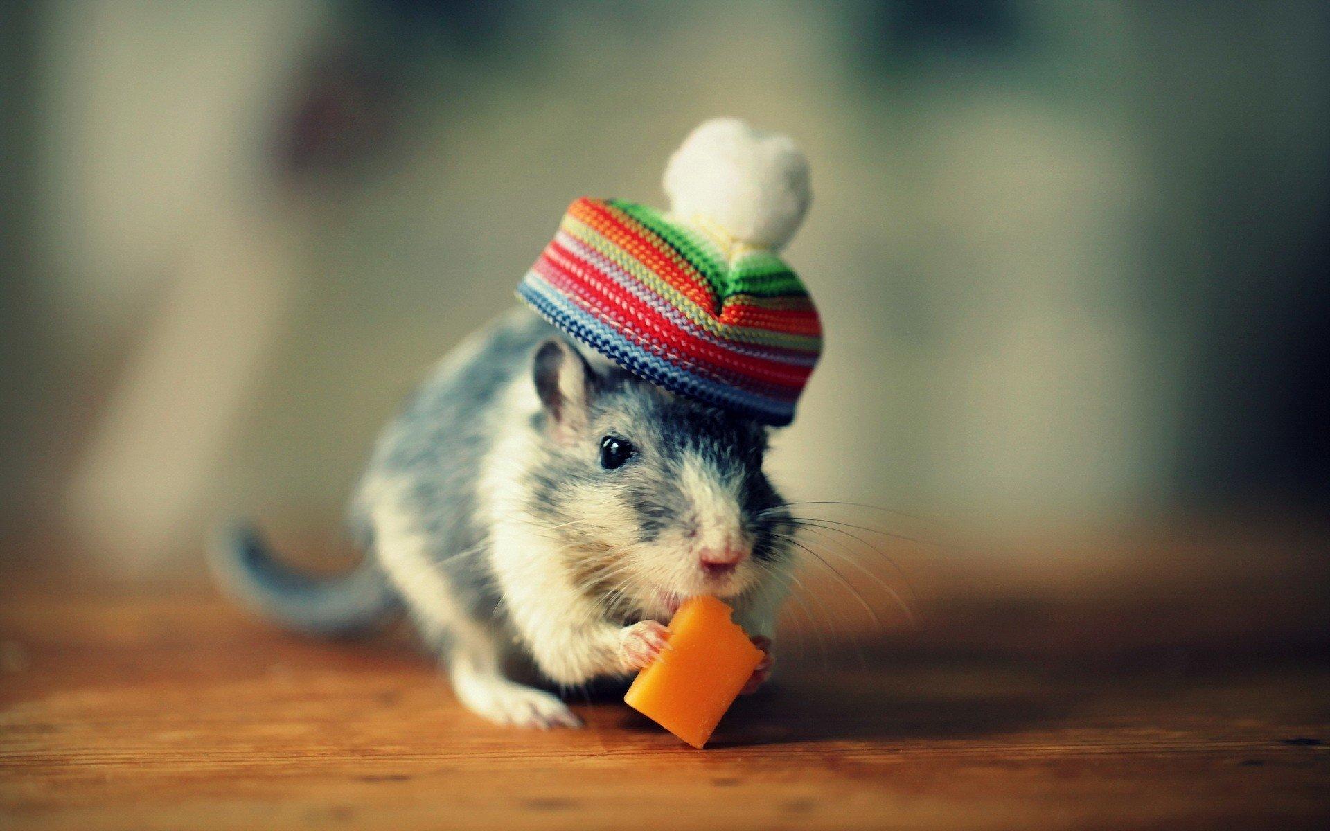 Cute Mouse Wallpapers - Top Free Cute Mouse Backgrounds - WallpaperAccess