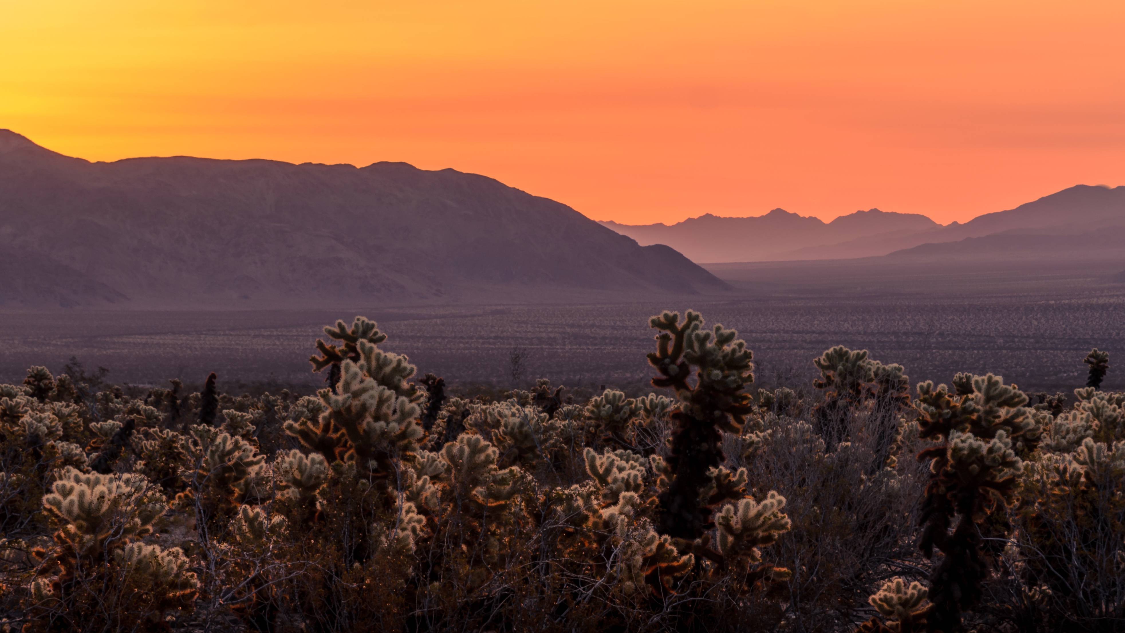 Joshua Tree National Park Wallpapers - Top Free Joshua Tree National ...