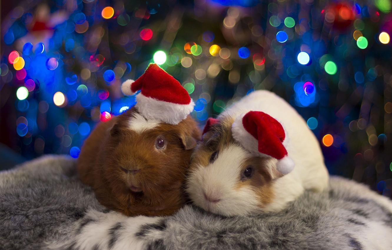 Christmas Pig Wallpapers - Top Free Christmas Pig Backgrounds ...