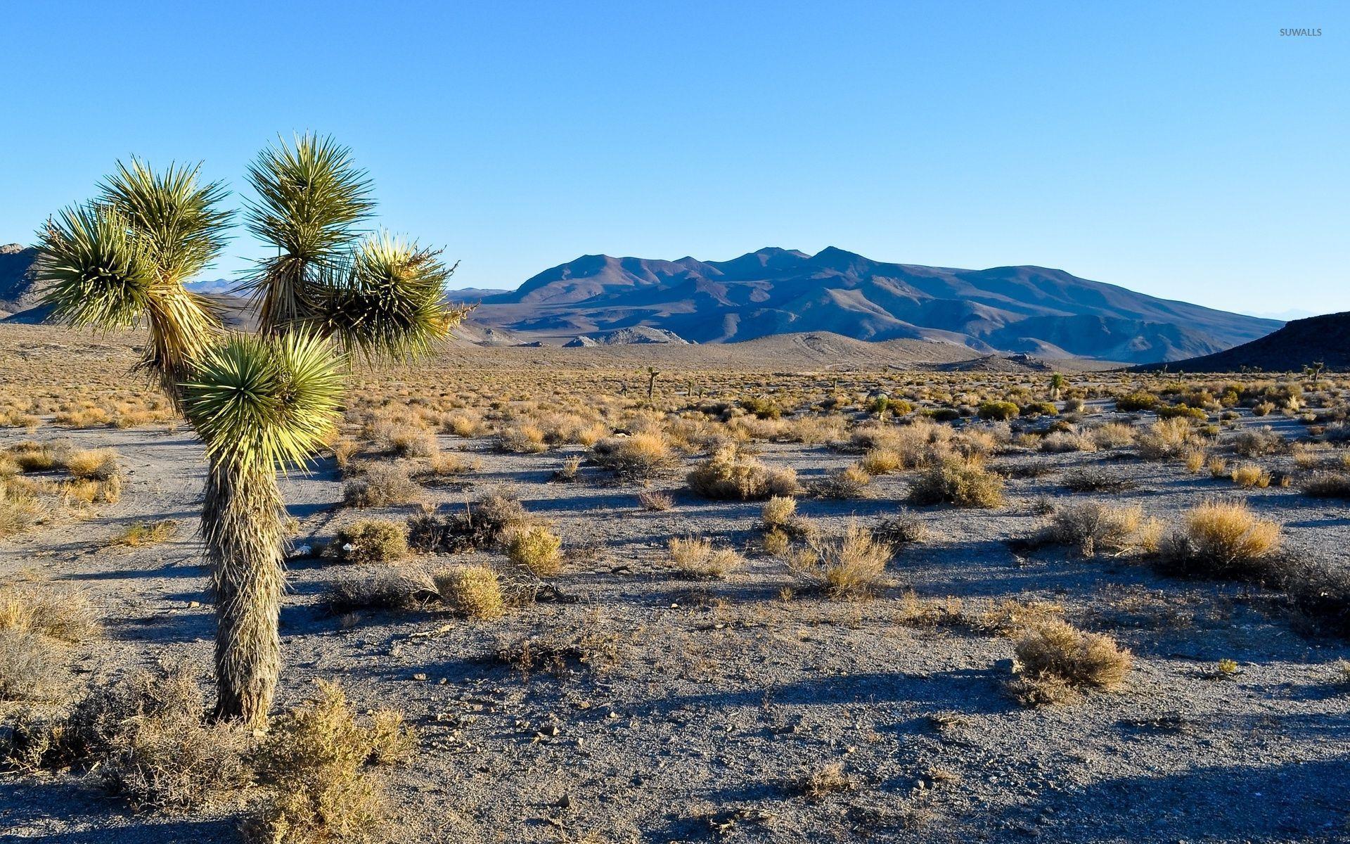 Joshua Tree National Park Wallpapers - Top Free Joshua Tree National ...