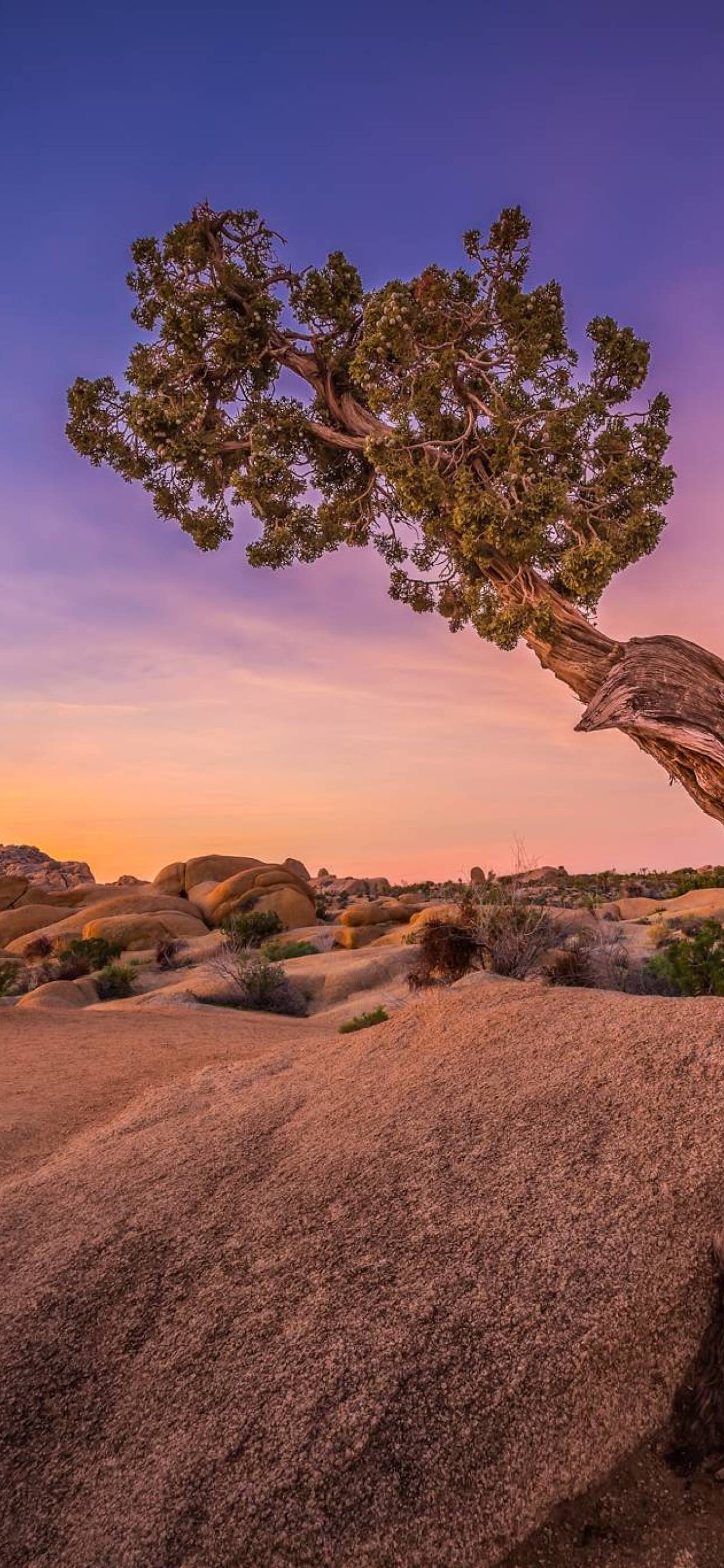 Joshua Tree National Park Wallpapers - Top Free Joshua Tree National ...