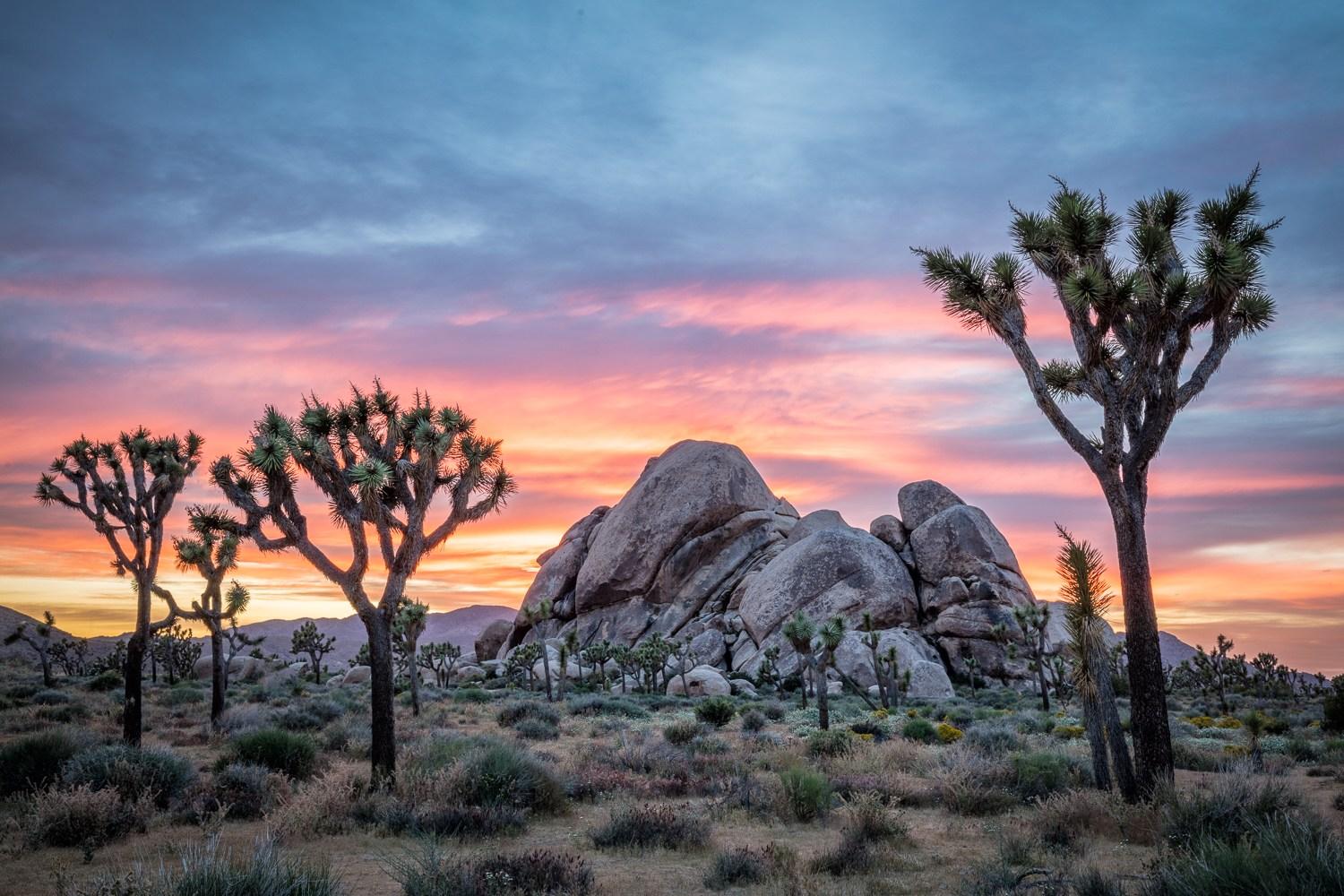 Joshua Tree National Park Wallpapers - Top Free Joshua Tree National ...