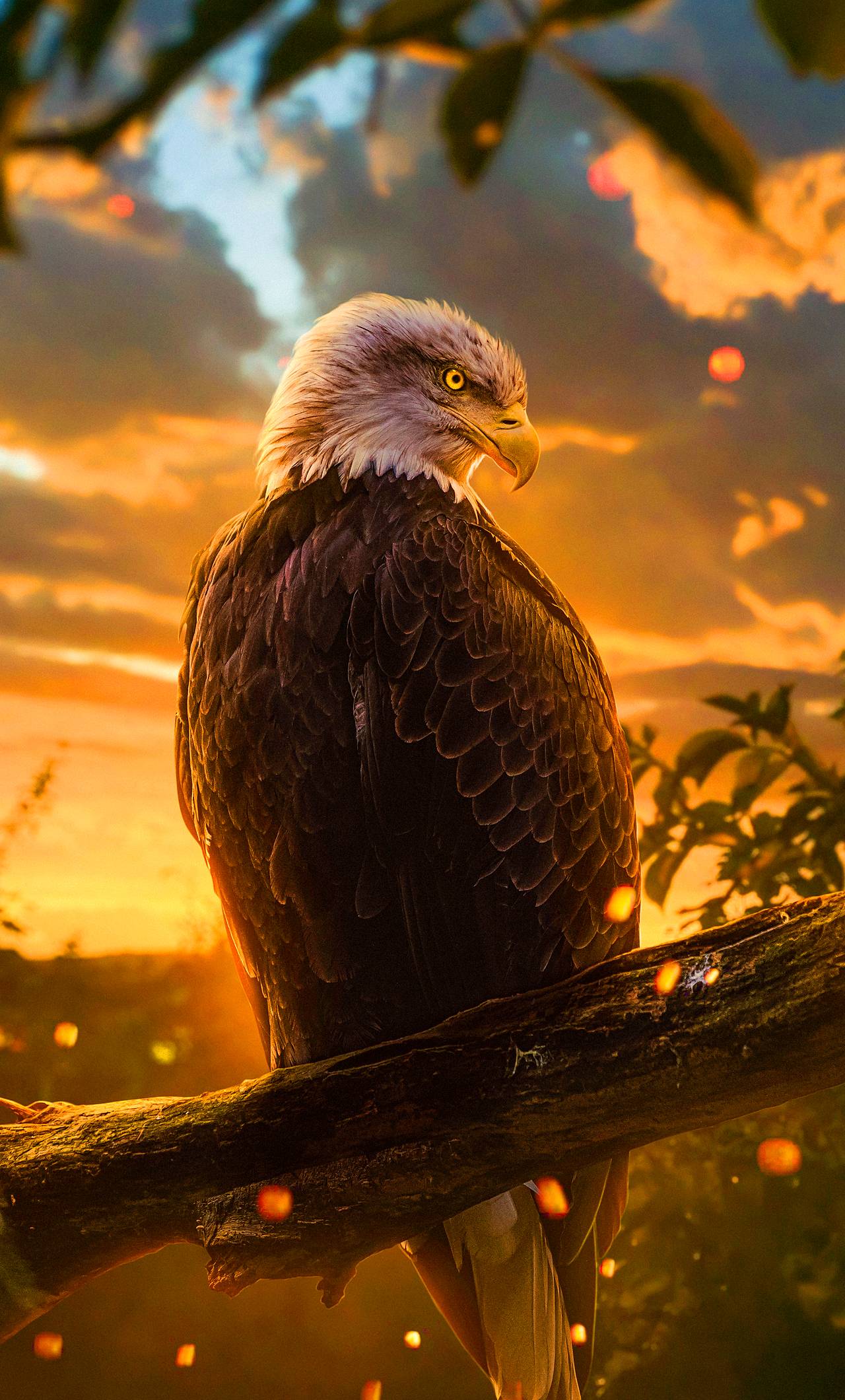 Wolf and Eagle Wallpapers - Top Free Wolf and Eagle Backgrounds ...