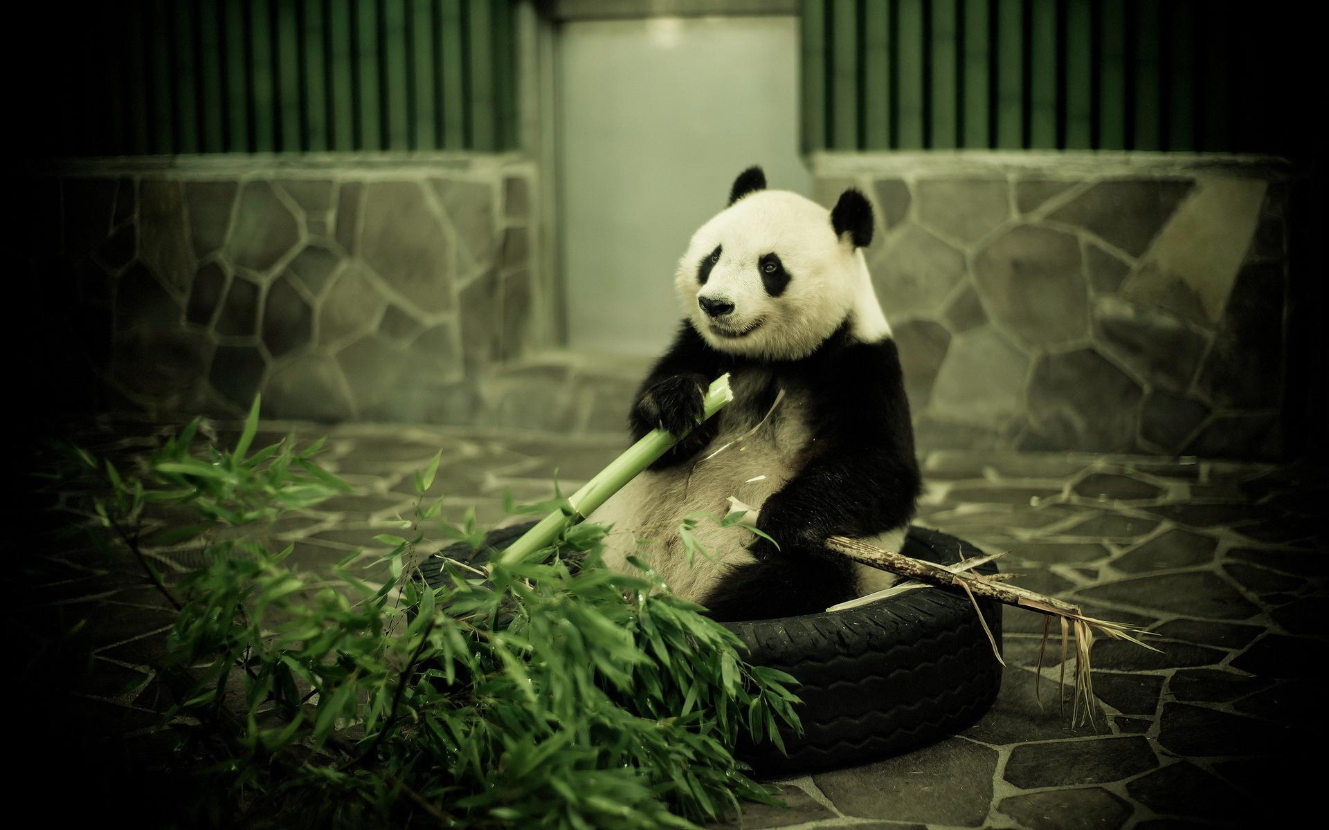 Bamboo Panda Wallpapers - Top Free Bamboo Panda Backgrounds ...