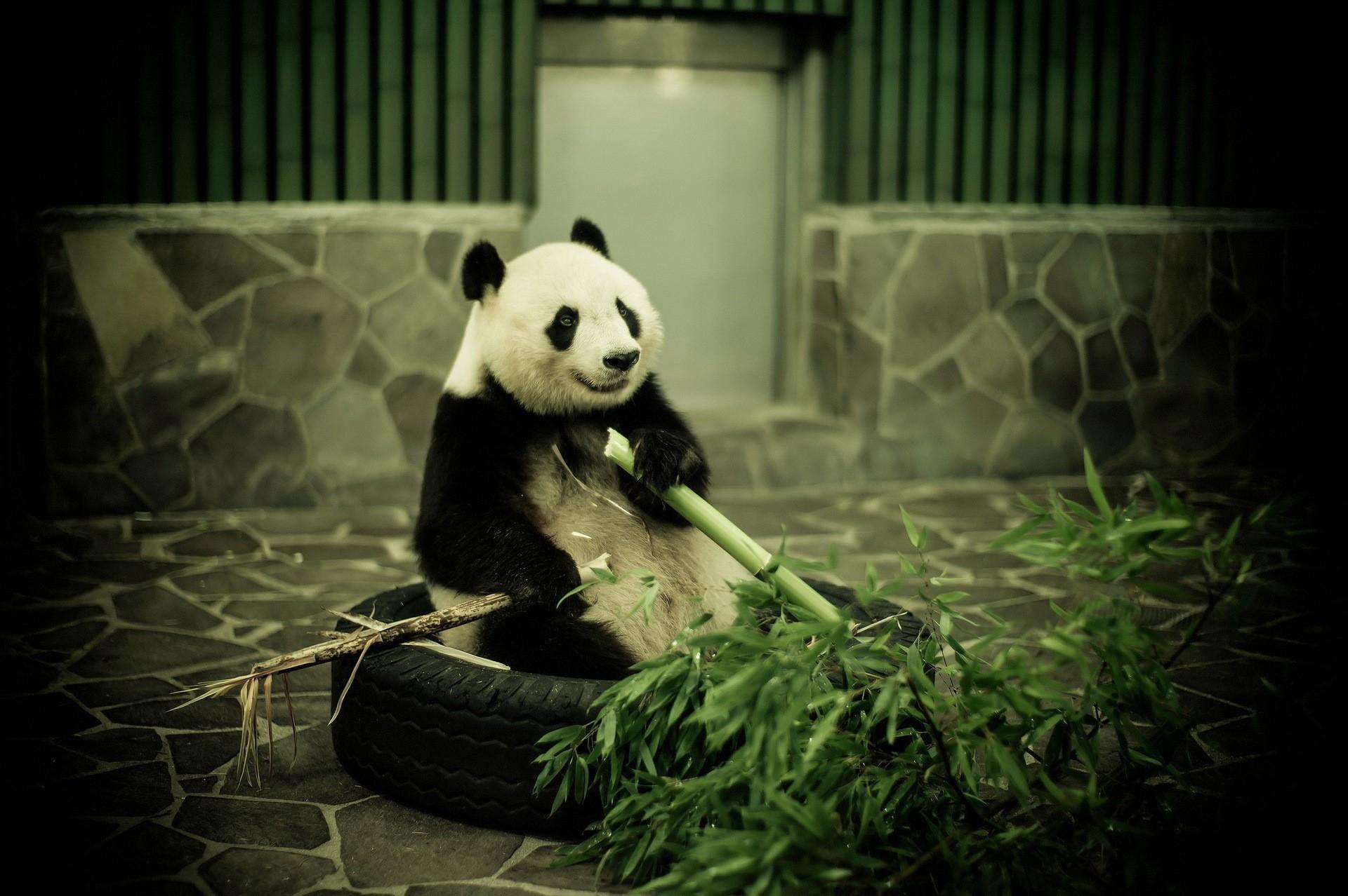 Bamboo Panda Wallpapers - Top Free Bamboo Panda Backgrounds ...