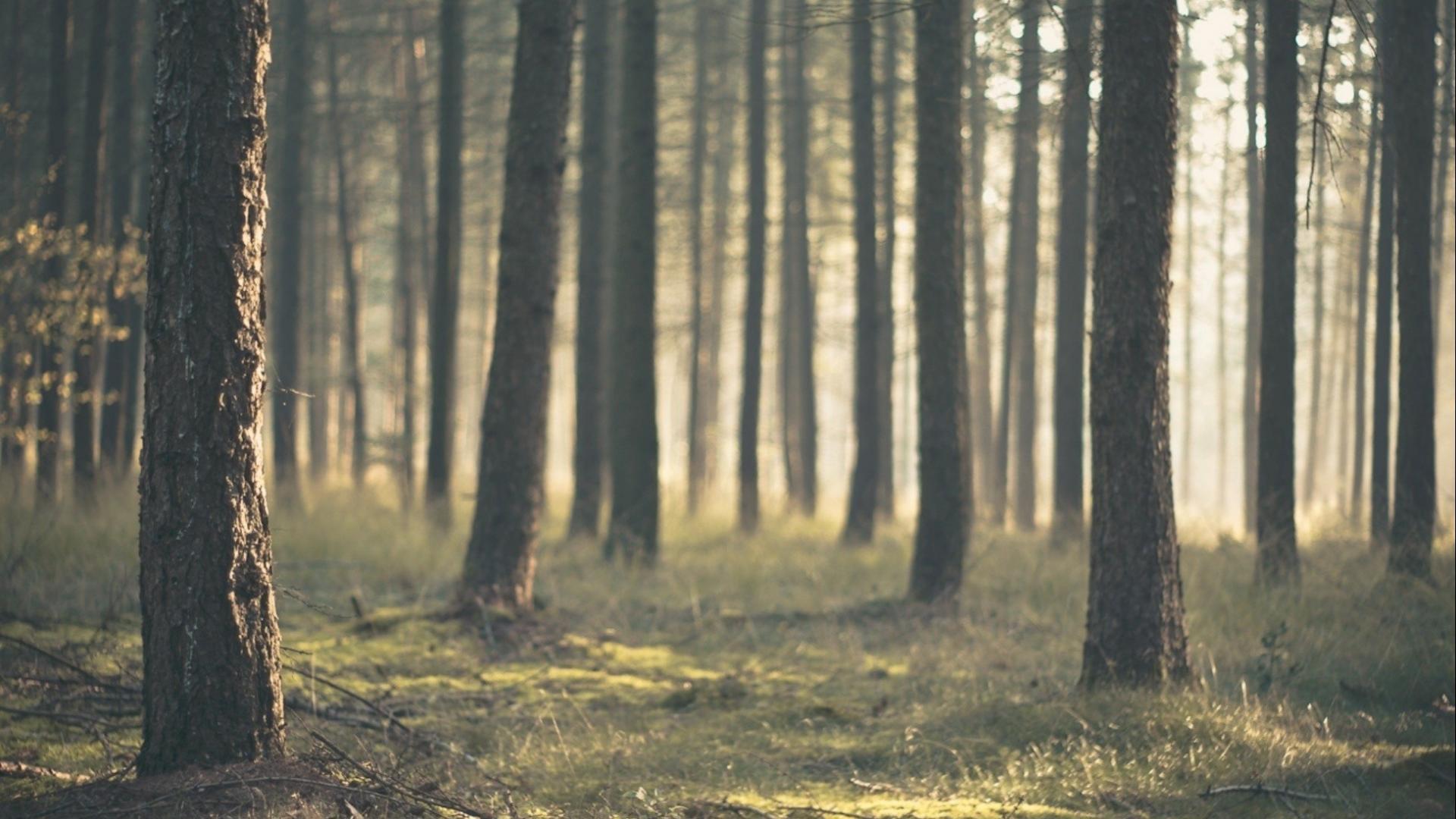 Timber Wallpapers - Top Free Timber Backgrounds - WallpaperAccess