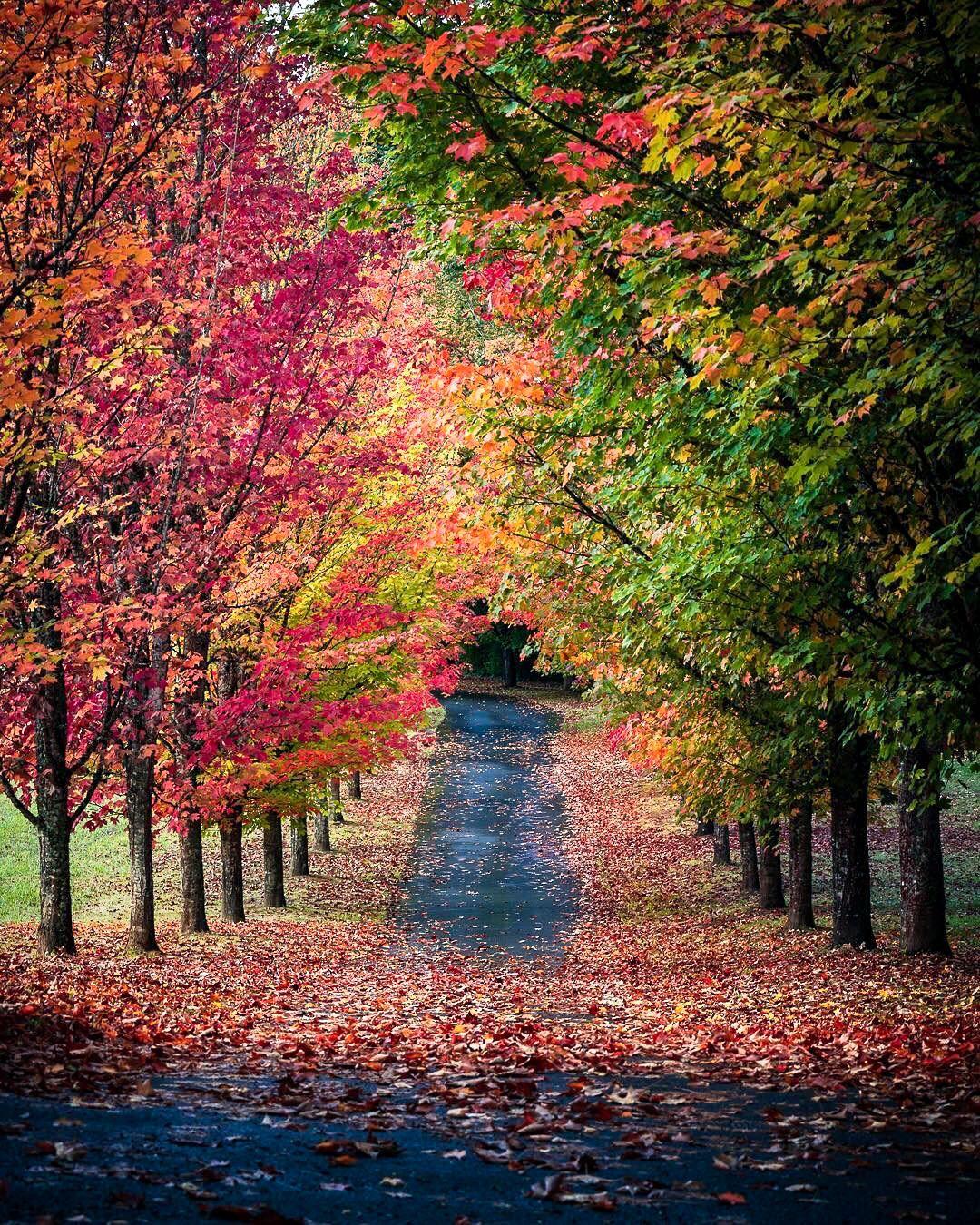 Oregon Autumn Wallpapers - Top Free Oregon Autumn Backgrounds ...