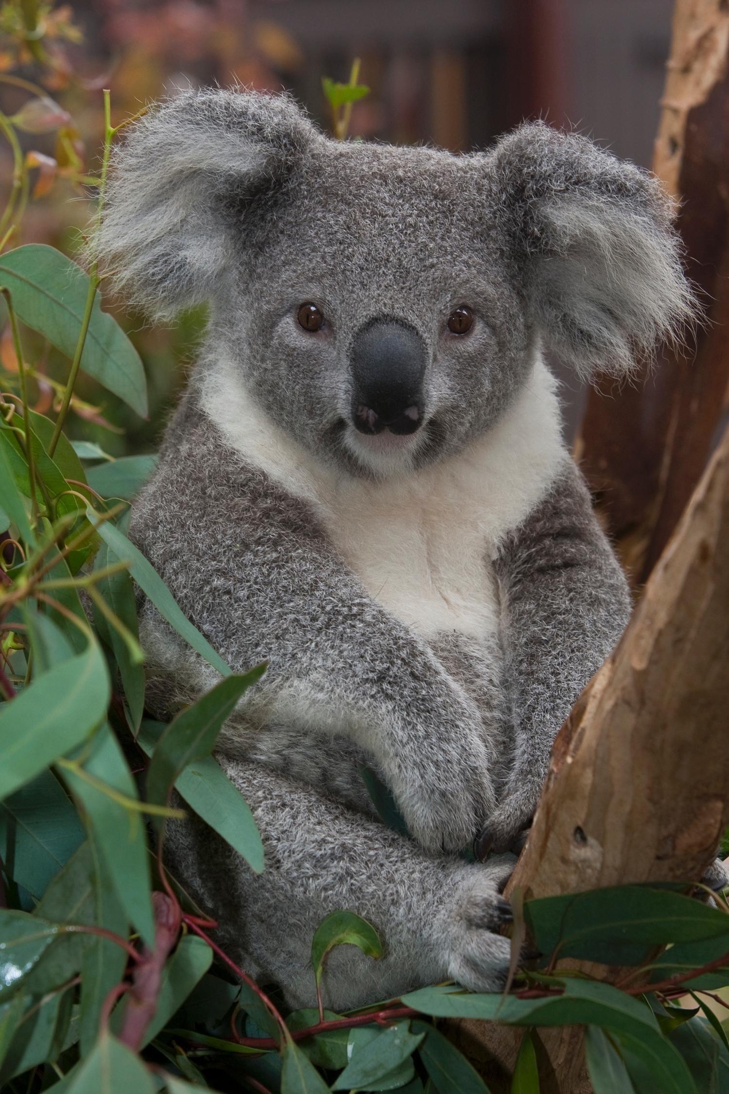 Koala Aesthetic Wallpapers - Top Free Koala Aesthetic Backgrounds ...