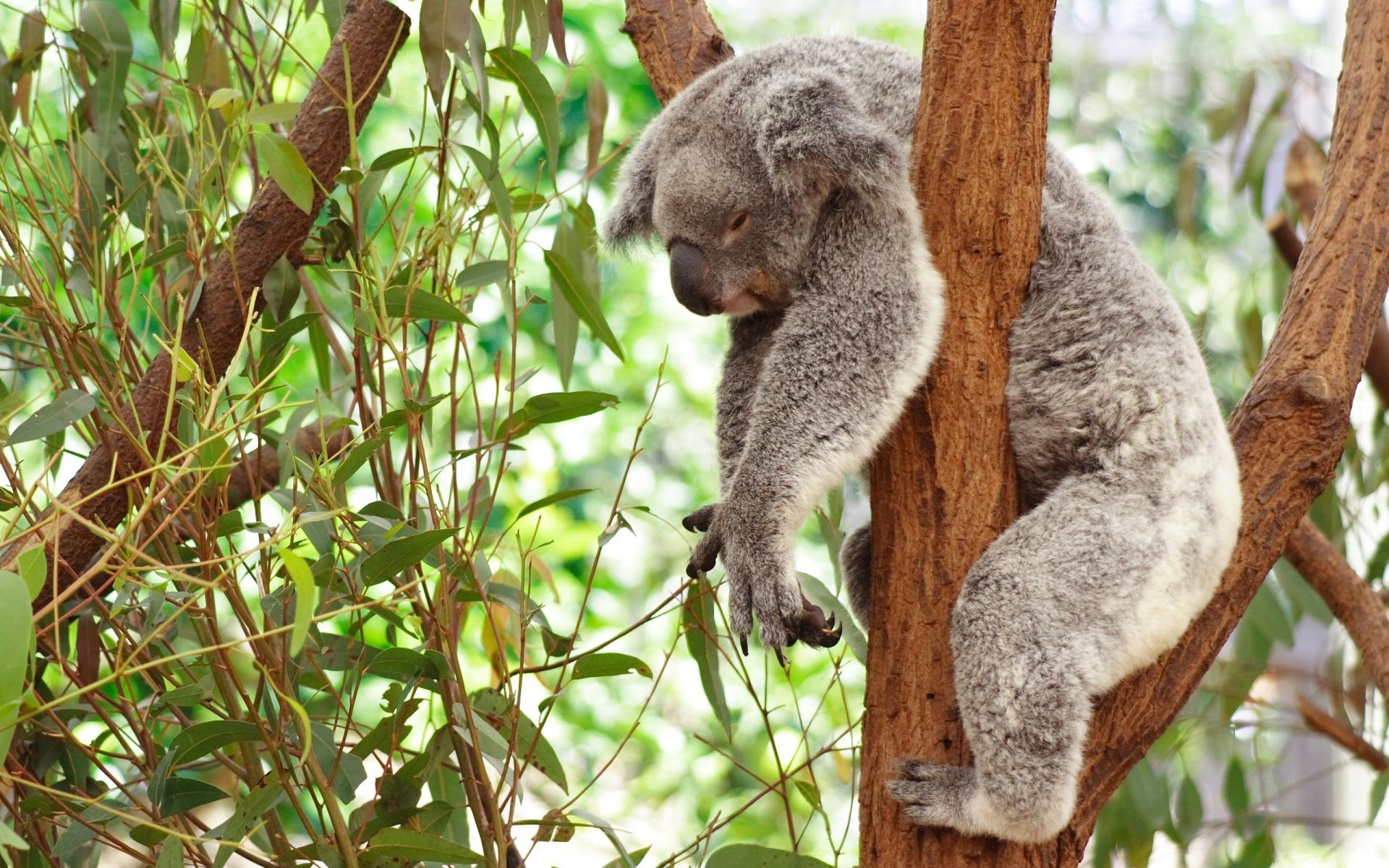 Koala Aesthetic Wallpapers - Top Free Koala Aesthetic Backgrounds ...