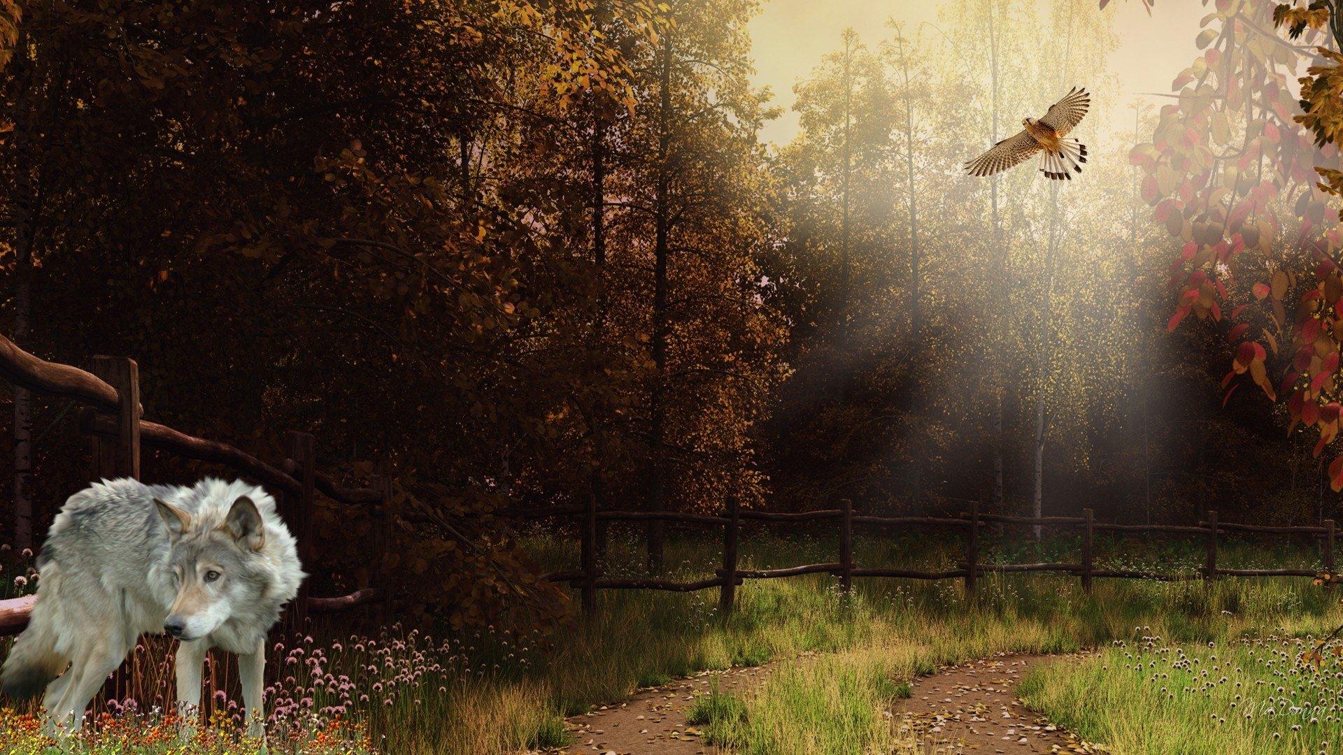 Wolf and Eagle Wallpapers - Top Free Wolf and Eagle Backgrounds ...