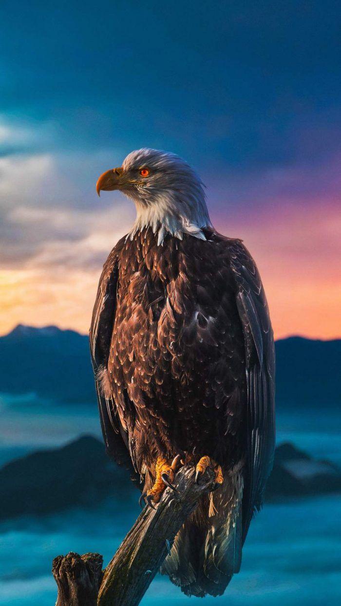 Wolf and Eagle Wallpapers - Top Free Wolf and Eagle Backgrounds ...