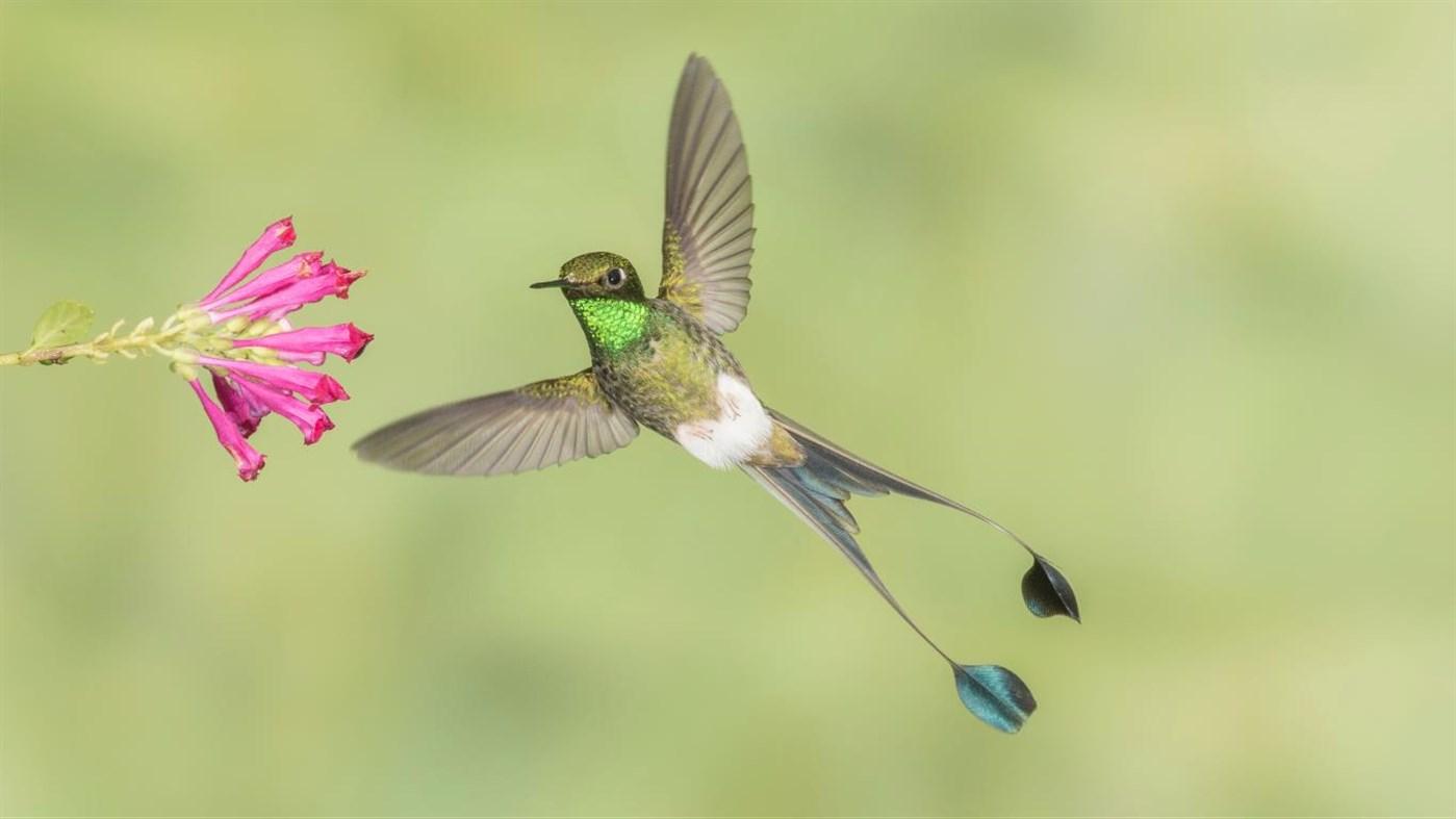 4K Hummingbird Wallpapers - Top Free 4K Hummingbird Backgrounds ...