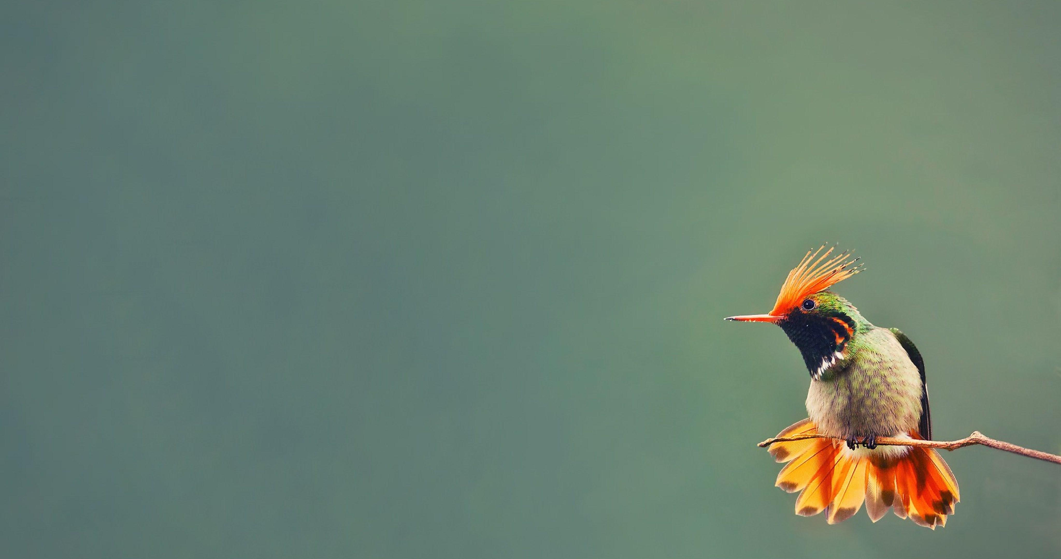 4K Hummingbird Wallpapers - Top Free 4K Hummingbird Backgrounds ...