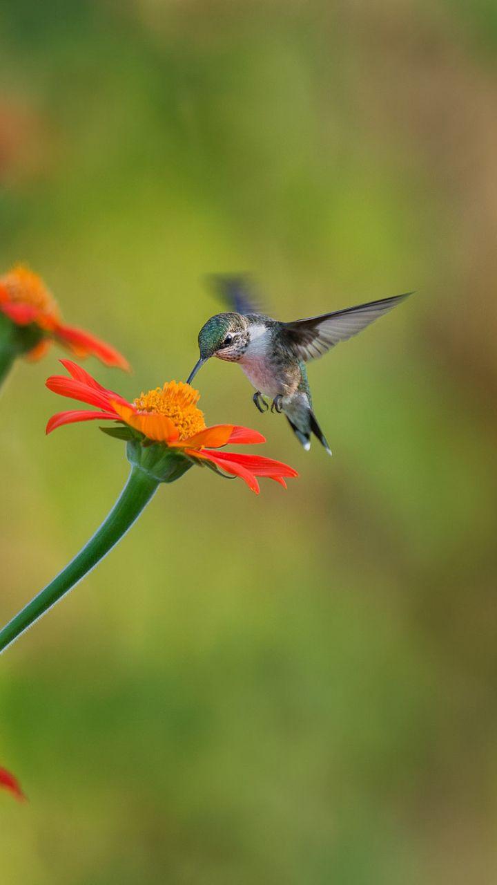 4K Hummingbird Wallpapers - Top Free 4K Hummingbird Backgrounds ...