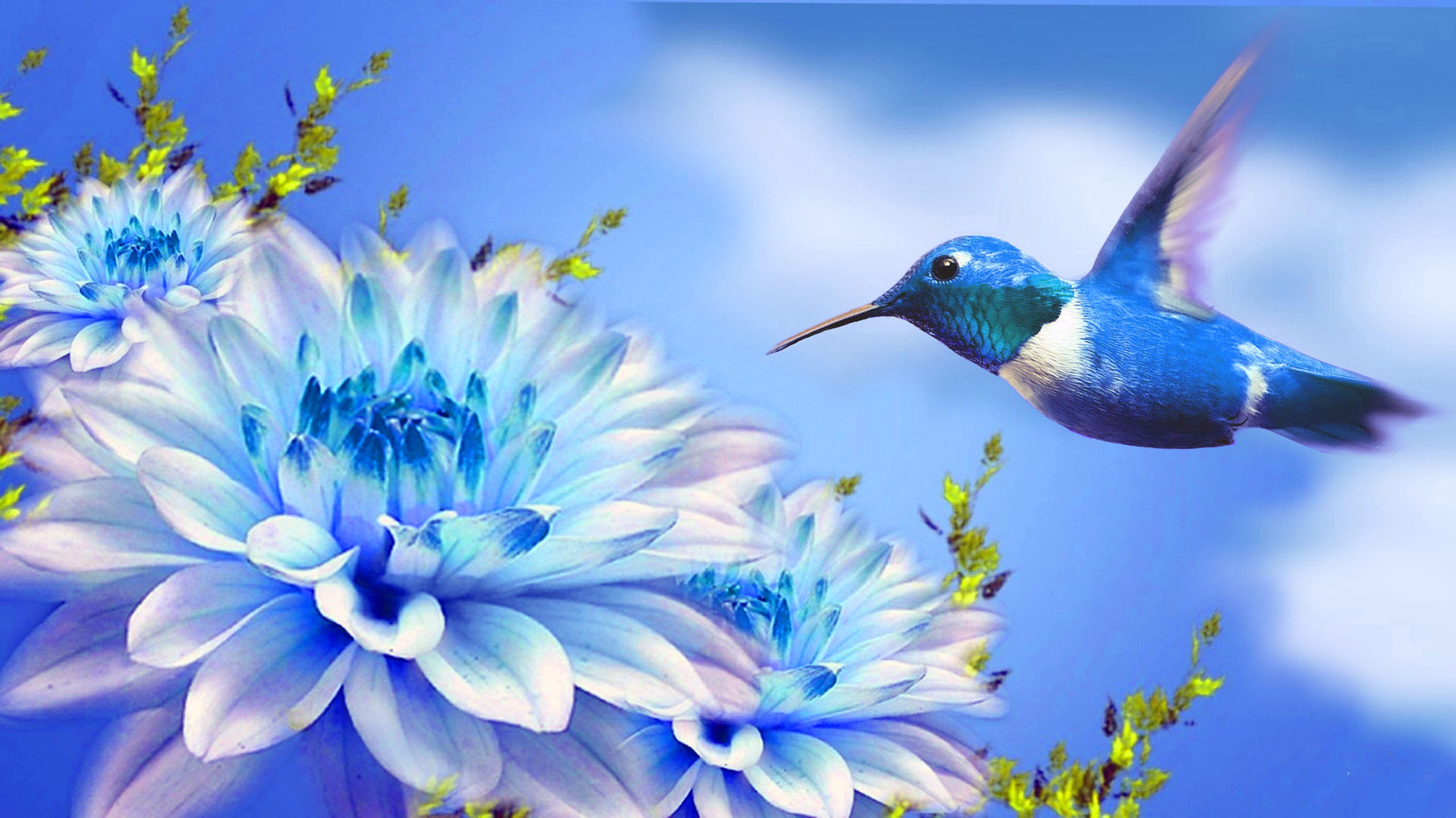 4K Hummingbird Wallpapers - Top Free 4K Hummingbird Backgrounds ...