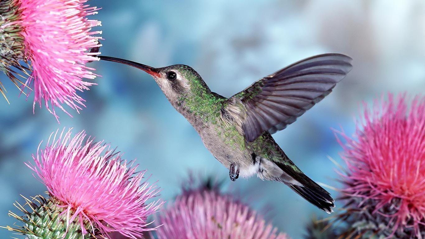 4K Hummingbird Wallpapers - Top Free 4K Hummingbird Backgrounds ...