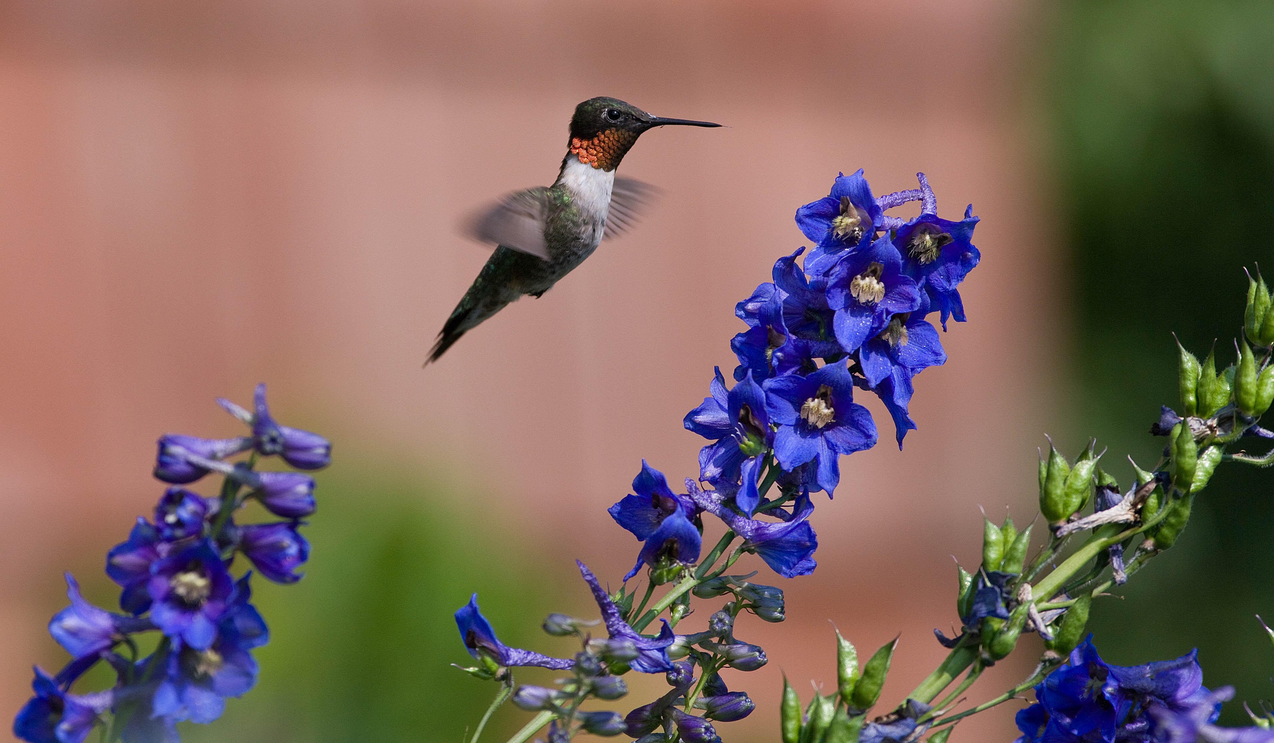 4K Hummingbird Wallpapers - Top Free 4K Hummingbird Backgrounds ...