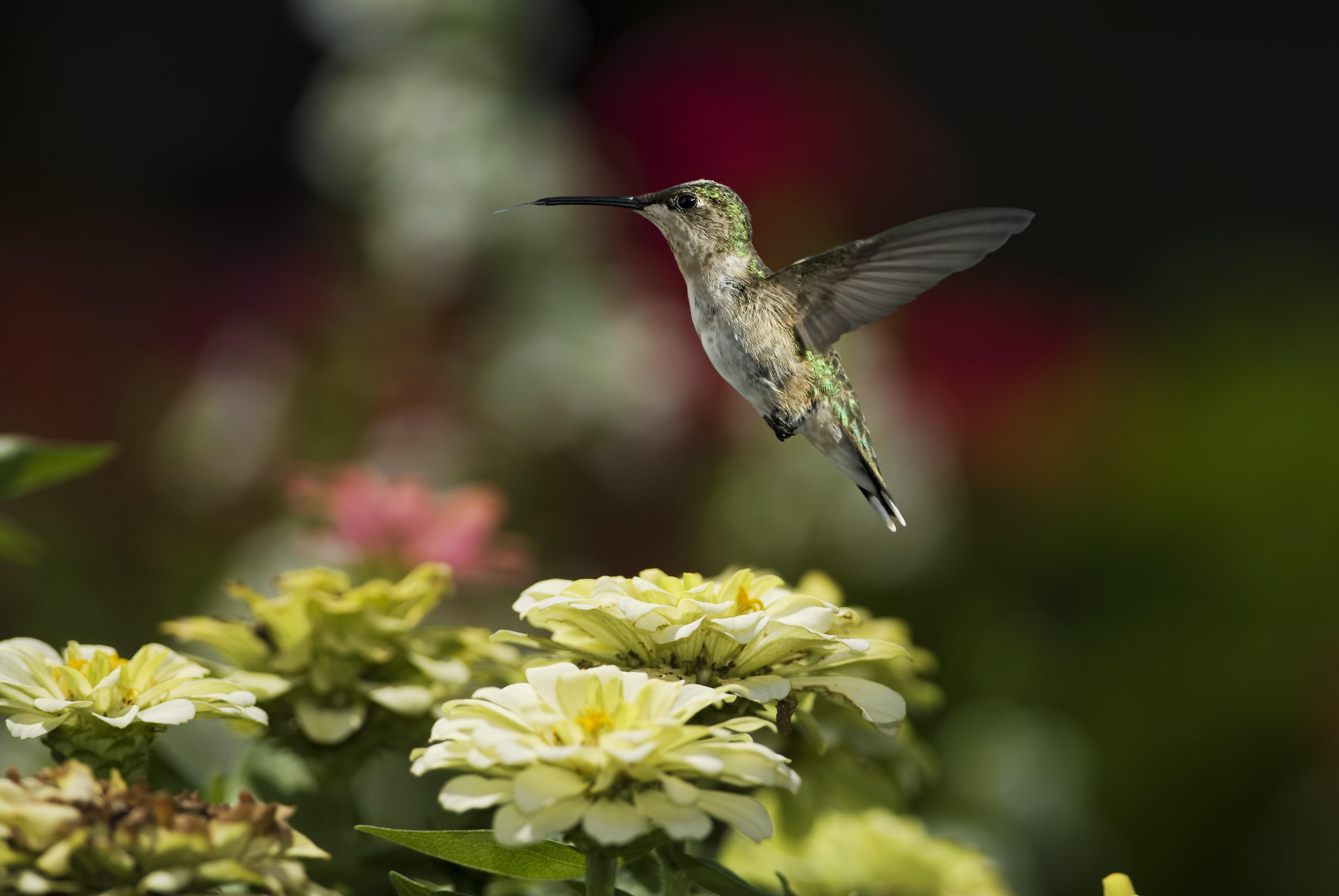 4K Hummingbird Wallpapers - Top Free 4K Hummingbird Backgrounds ...