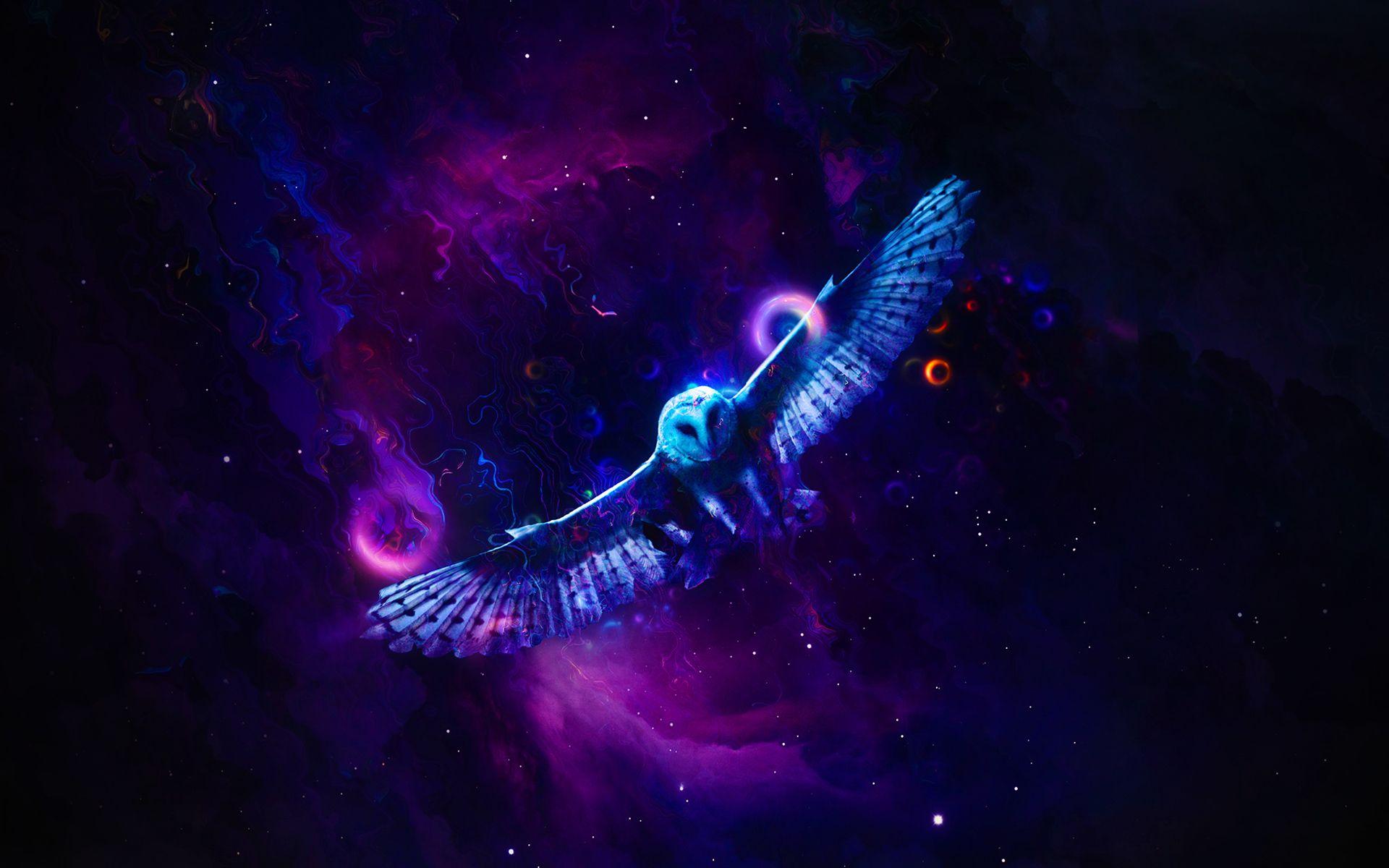 Cool Birds Wallpapers - Top Free Cool Birds Backgrounds - WallpaperAccess