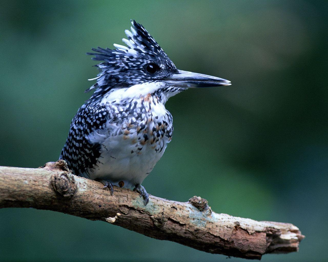 Cool Bird Wallpapers - Top Free Cool Bird Backgrounds - WallpaperAccess