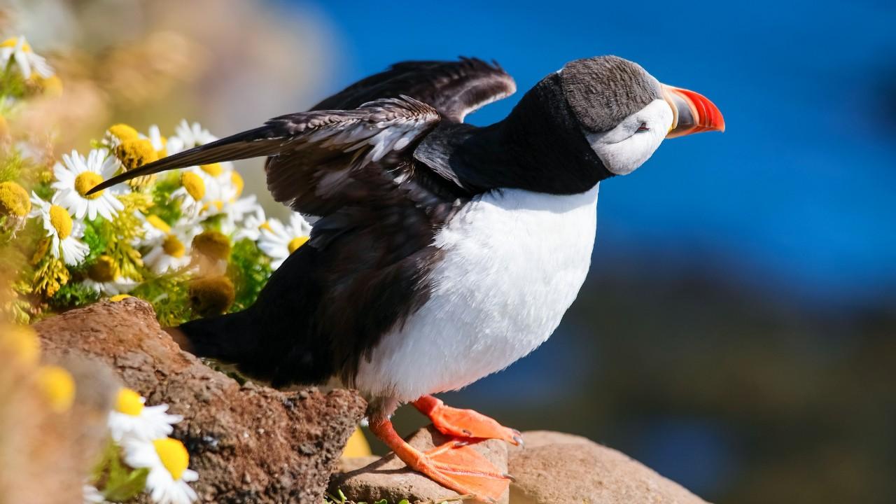 Cool Birds Wallpapers - Top Free Cool Birds Backgrounds - WallpaperAccess