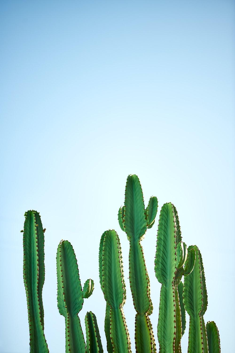 Green Cactus Wallpapers - Top Free Green Cactus Backgrounds ...