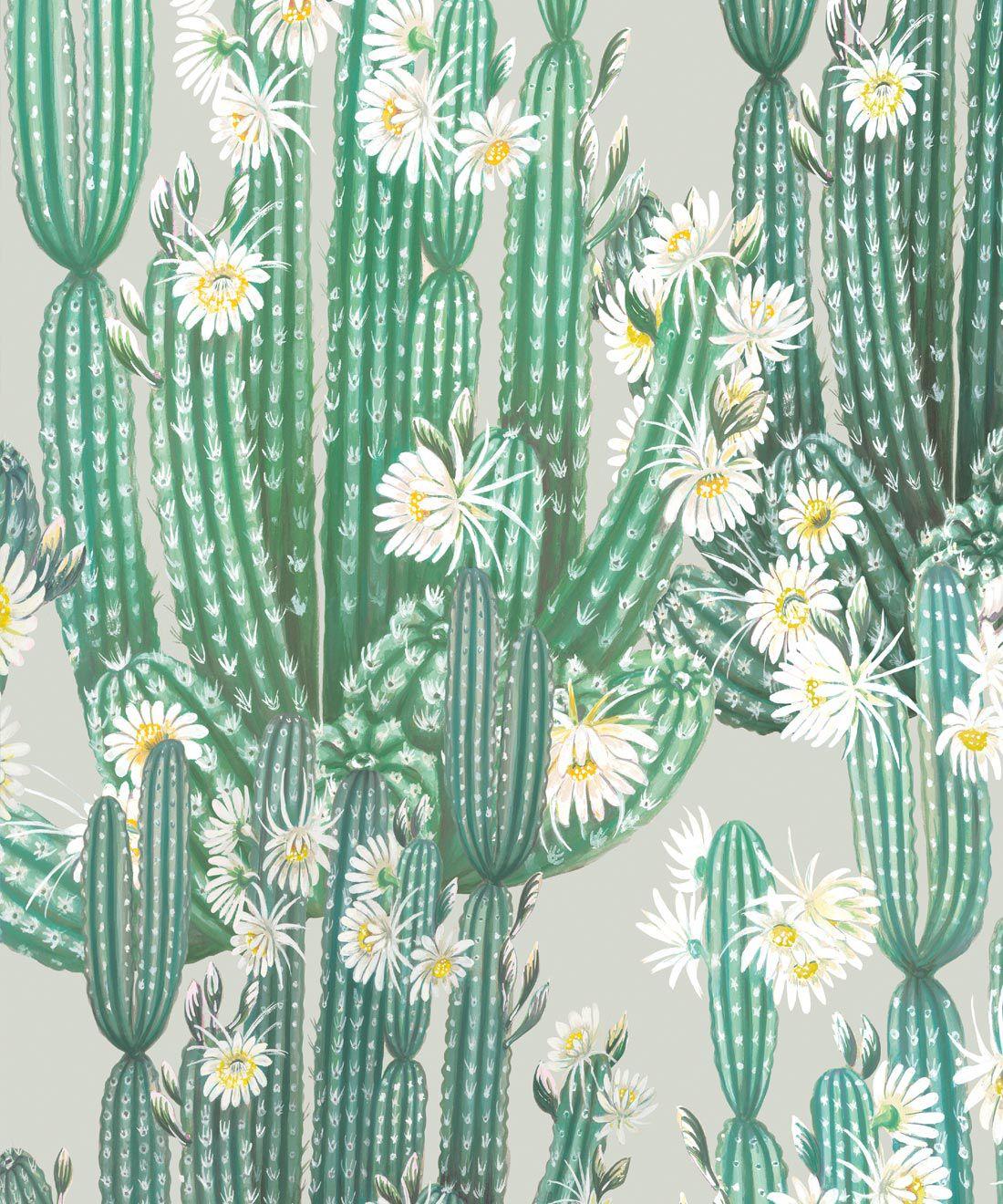 Green Cactus Wallpapers - Top Free Green Cactus Backgrounds ...