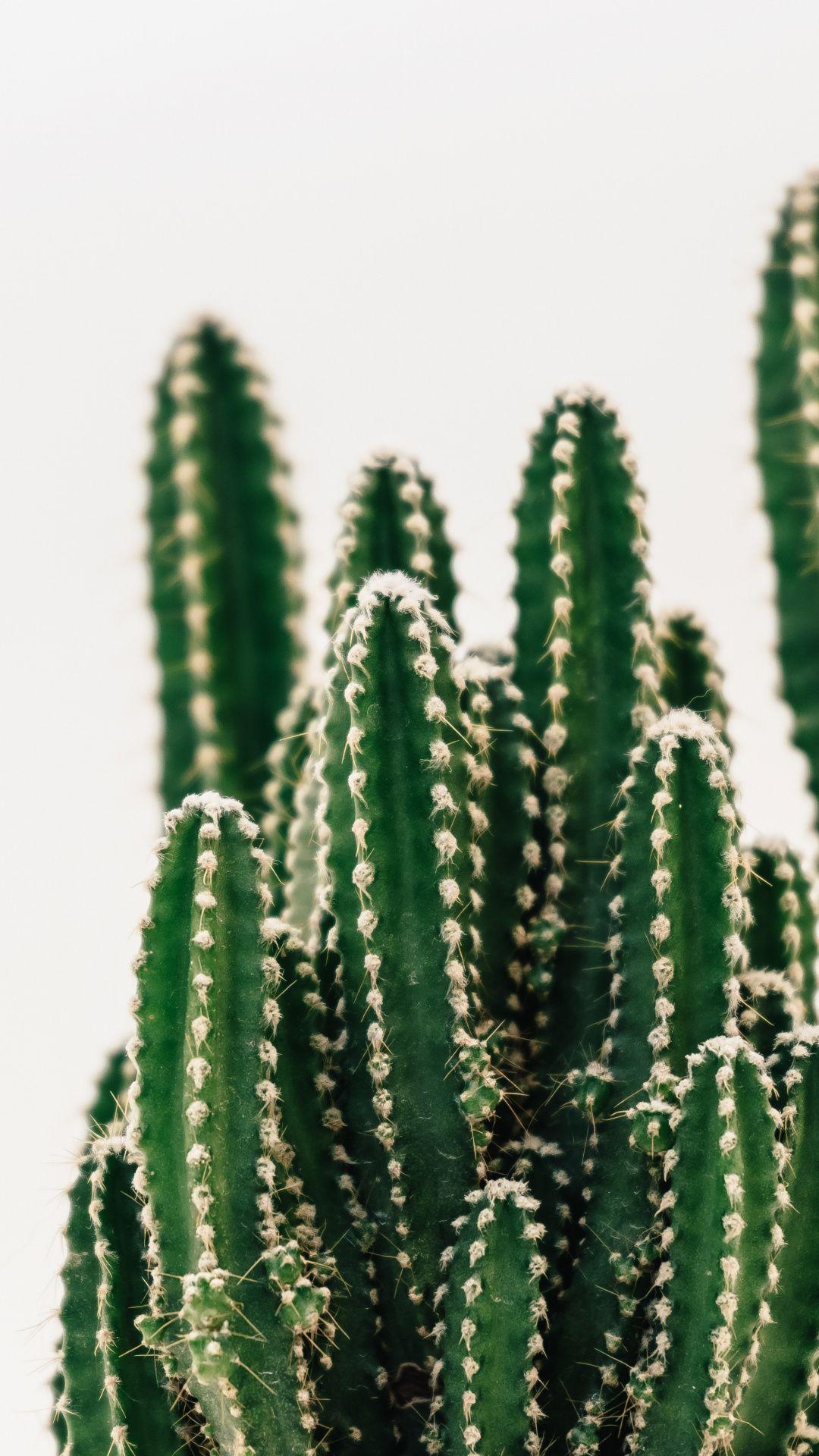 Green Cactus Wallpapers - Top Free Green Cactus Backgrounds ...