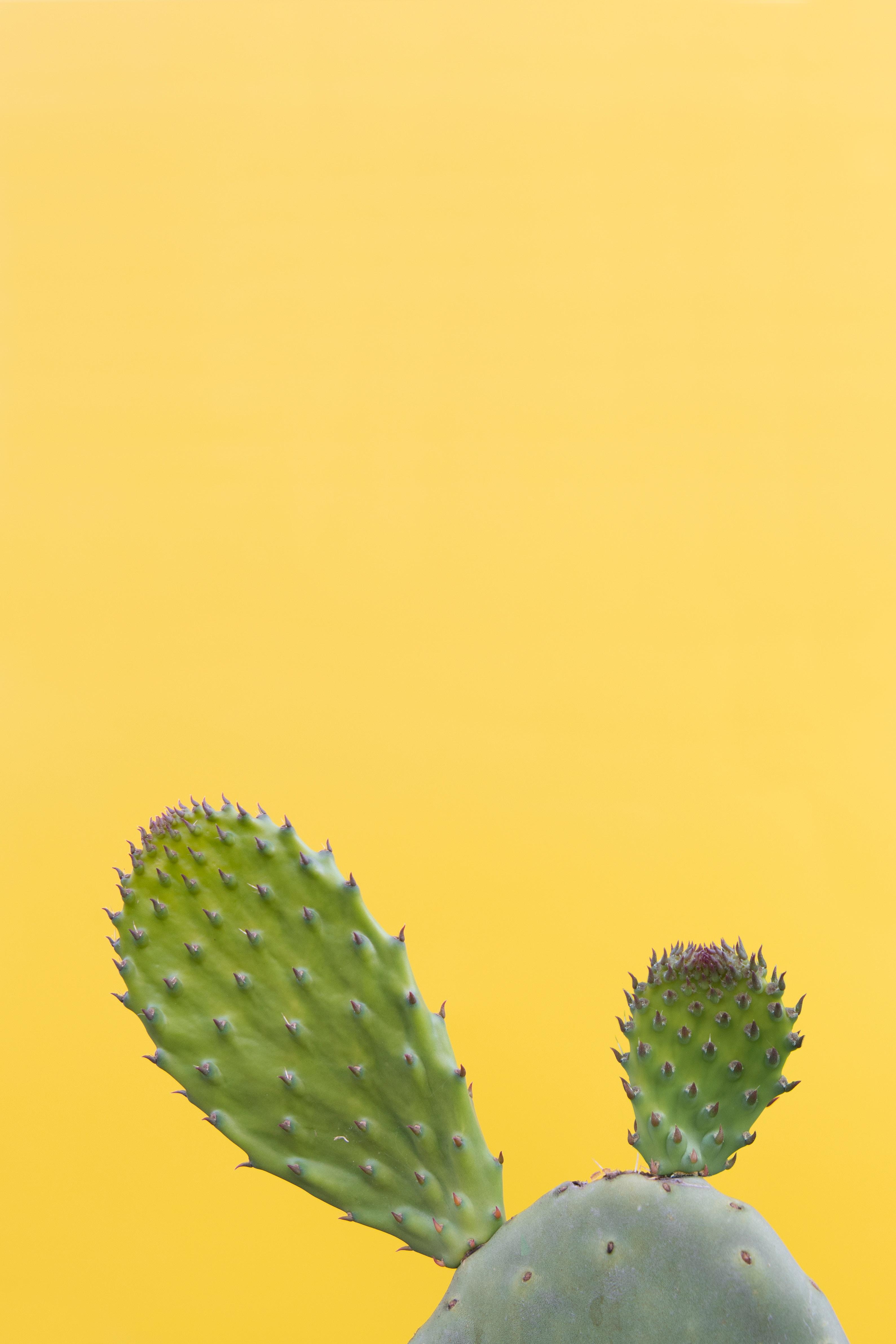 Green Cactus Wallpapers - Top Free Green Cactus Backgrounds ...