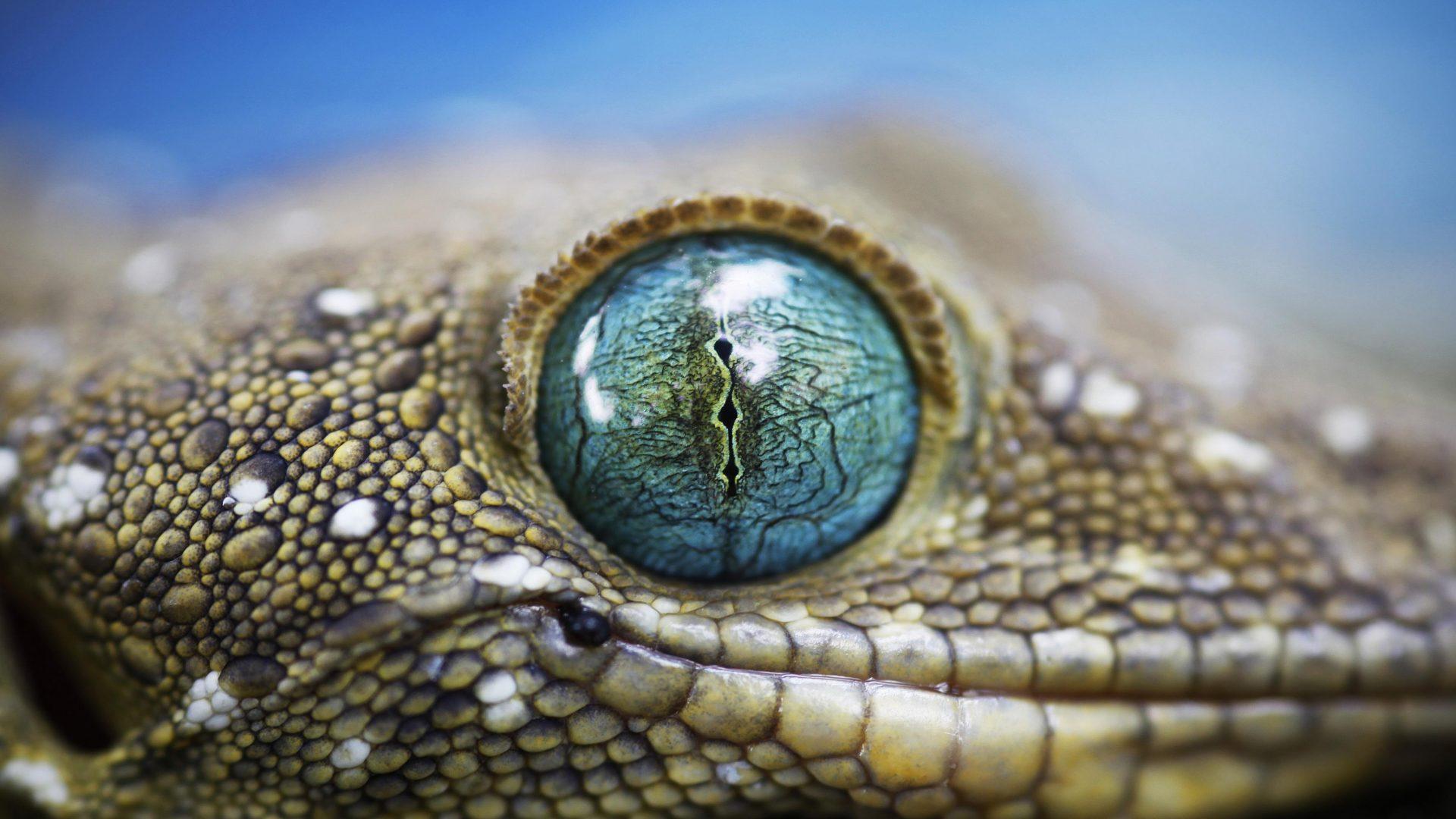 Crocodile Eye Wallpapers - Top Free Crocodile Eye Backgrounds ...