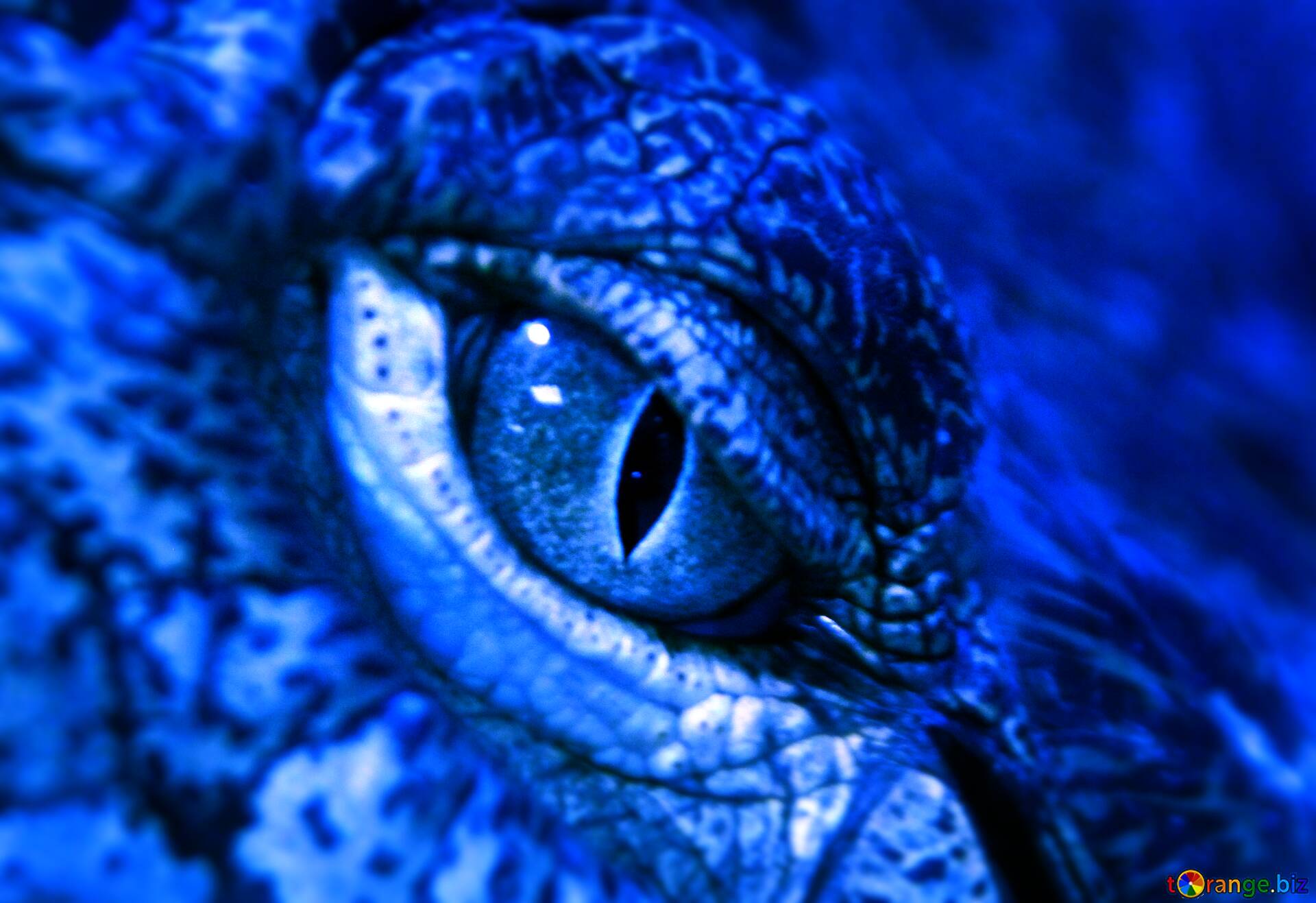 Crocodile Eye Wallpapers - Top Free Crocodile Eye Backgrounds ...